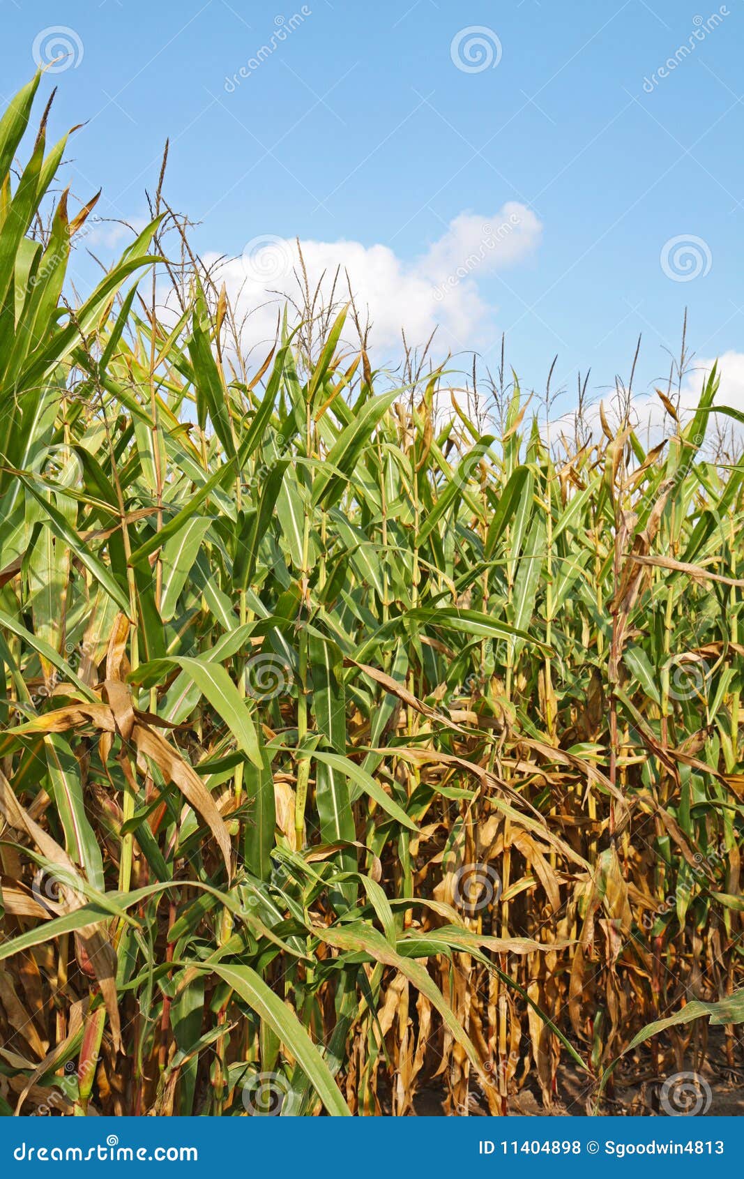 Stalks of Corn Against Blue Sky Vertical Stock Photo - Image of crop ...