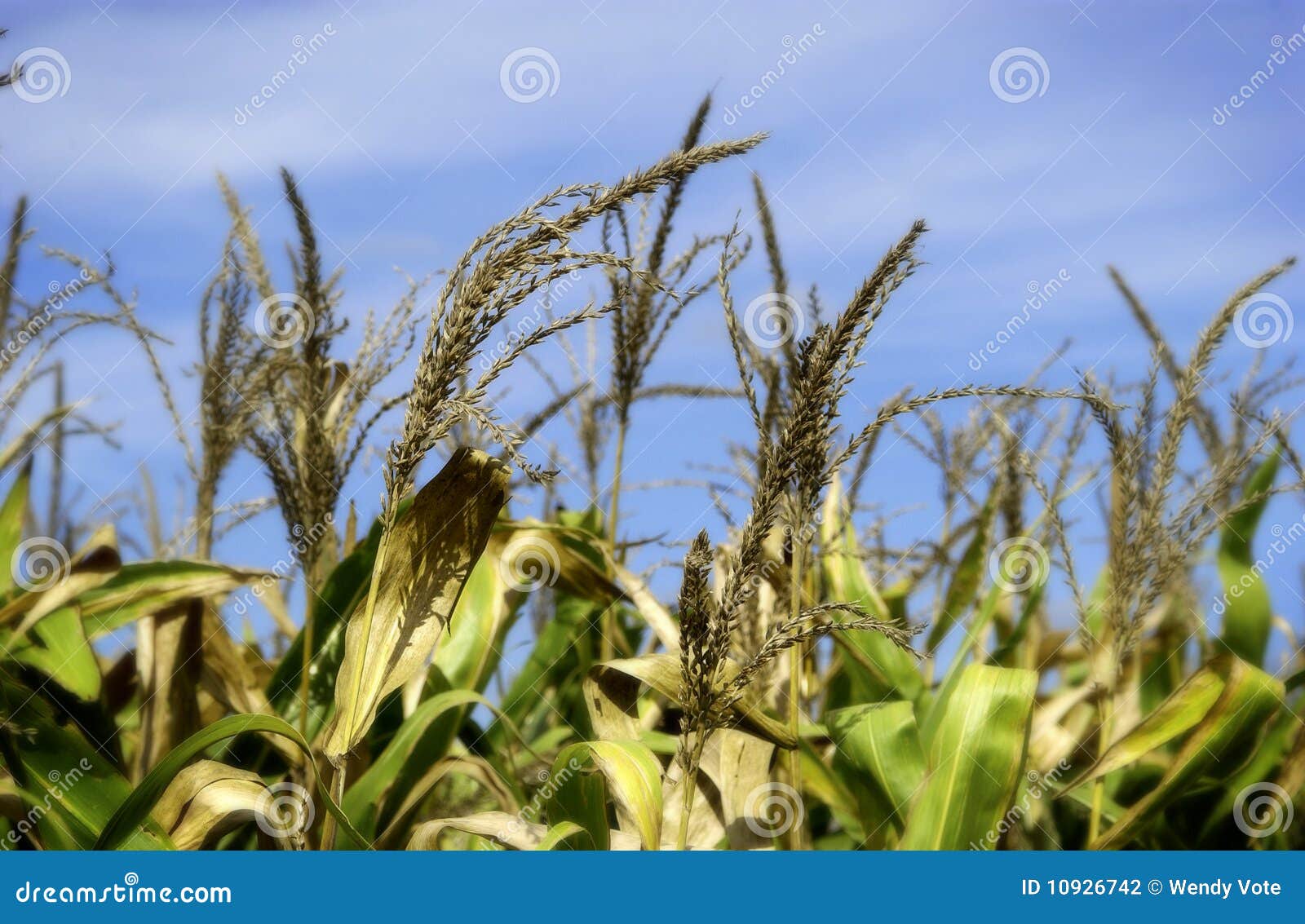Stalks of corn in field stock photo. Image of seed, farm - 10926742
