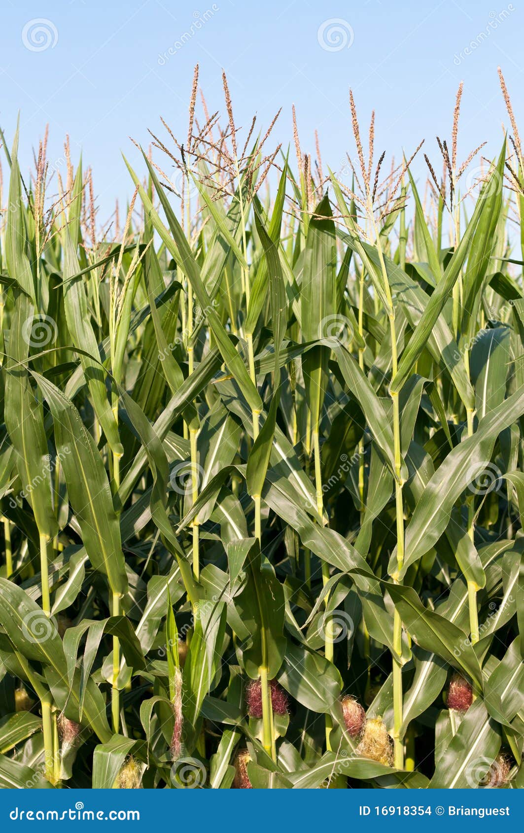 Stalks of Corn Growing in a Field Stock Photo - Image of agriculture ...