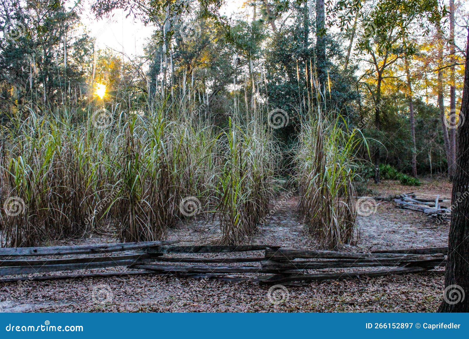 Stalks of Corn at Sunset in a Small Plot Stock Image - Image of natural ...