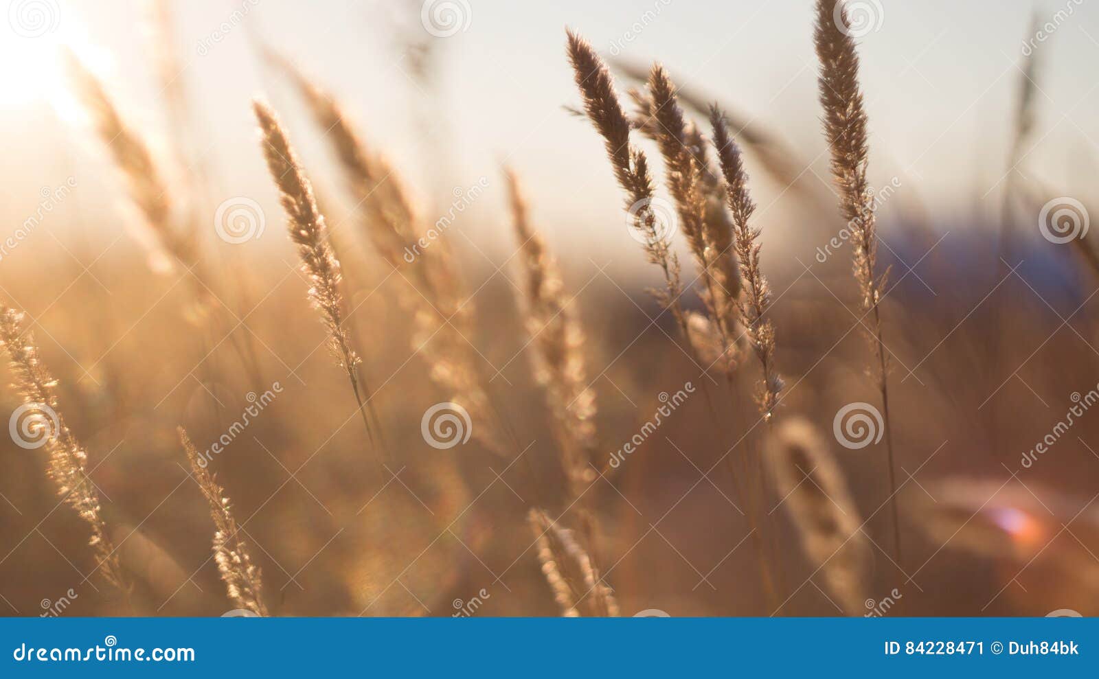 Stalks of dry grass stock image. Image of closeup, golden - 84228471