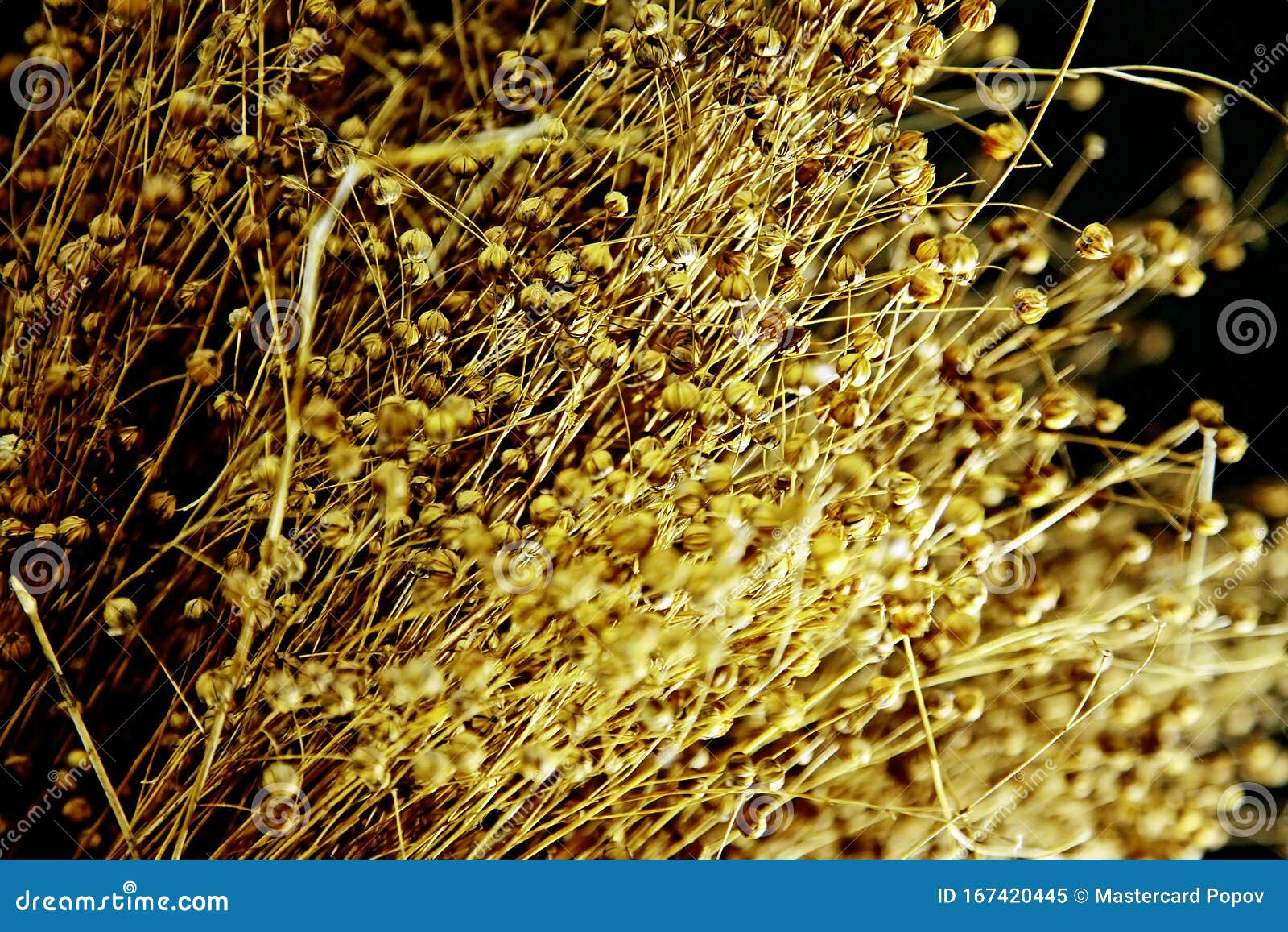 Stalks of flax stock image. Image of stuff, fabric, flax - 167420445