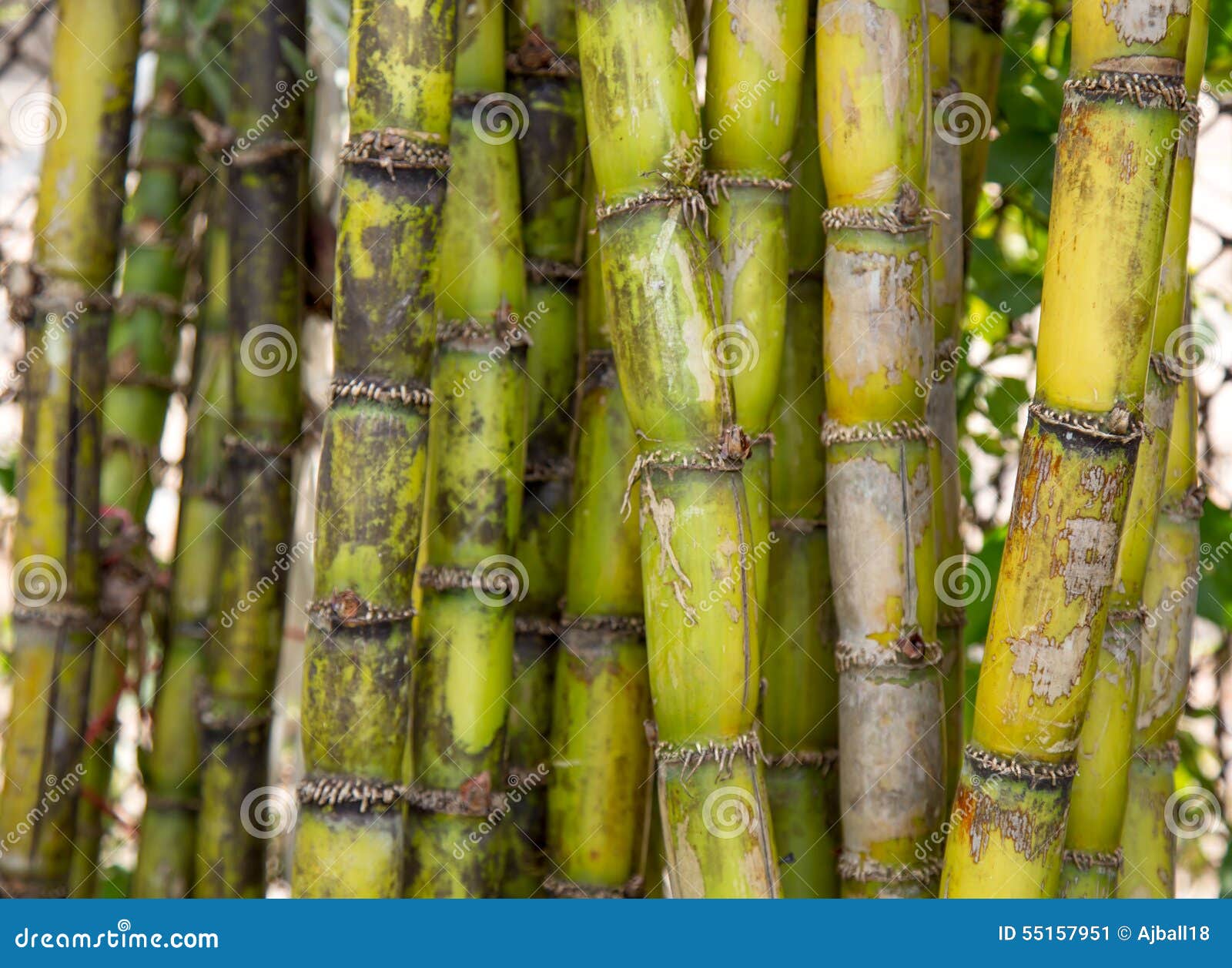Fresh Sugar Cane Texture Stock Photography | CartoonDealer.com #330488948