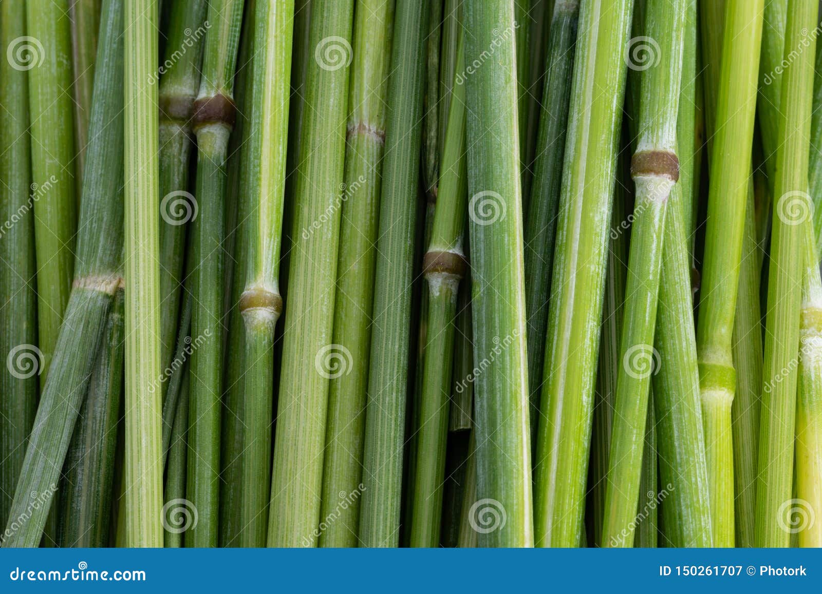 Stalks of Grain in Close-up with the Visible Structure of Colors on a ...