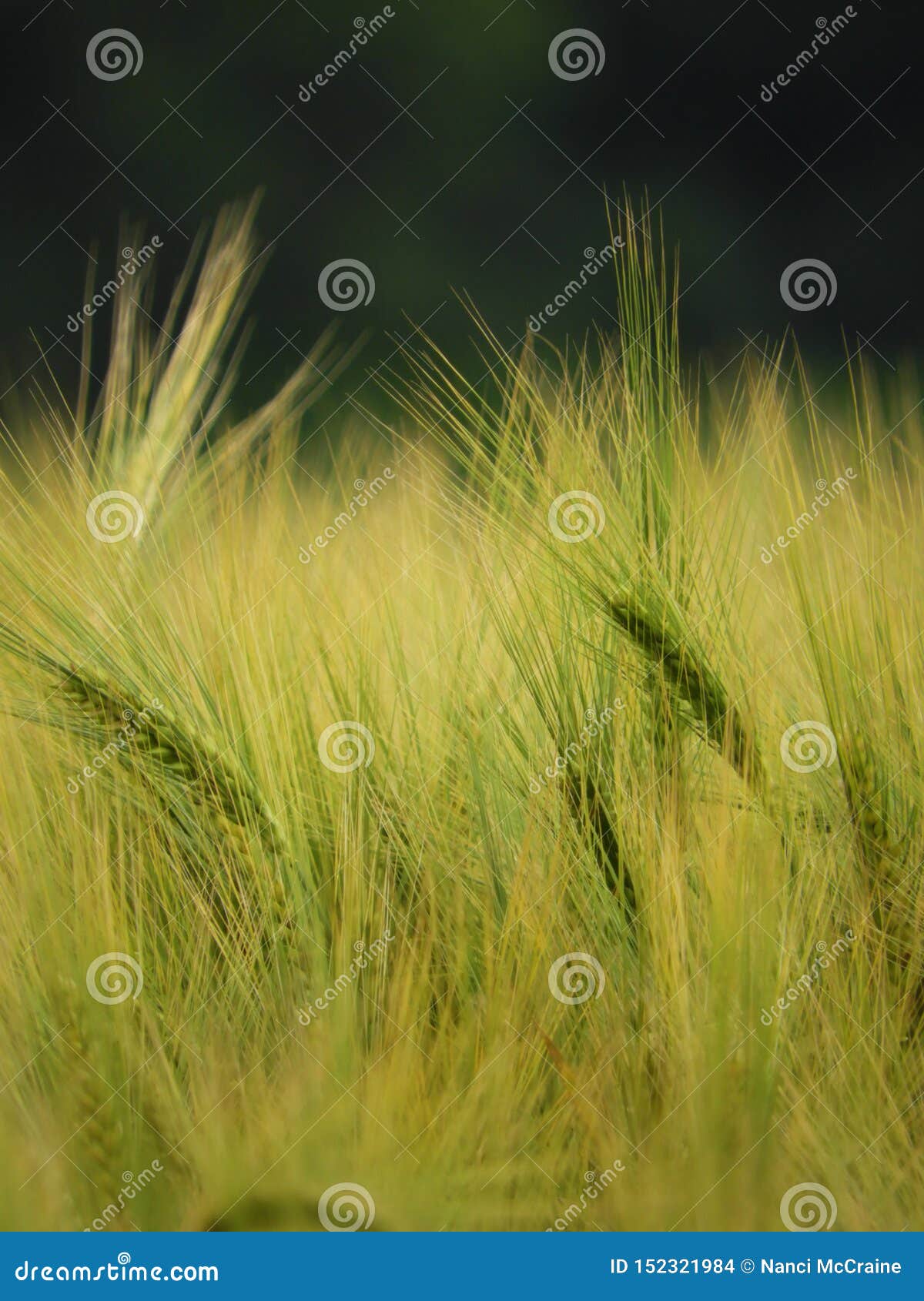 Stalks of Grain Grown in the FingerLakes of NYS Stock Photo - Image of ...