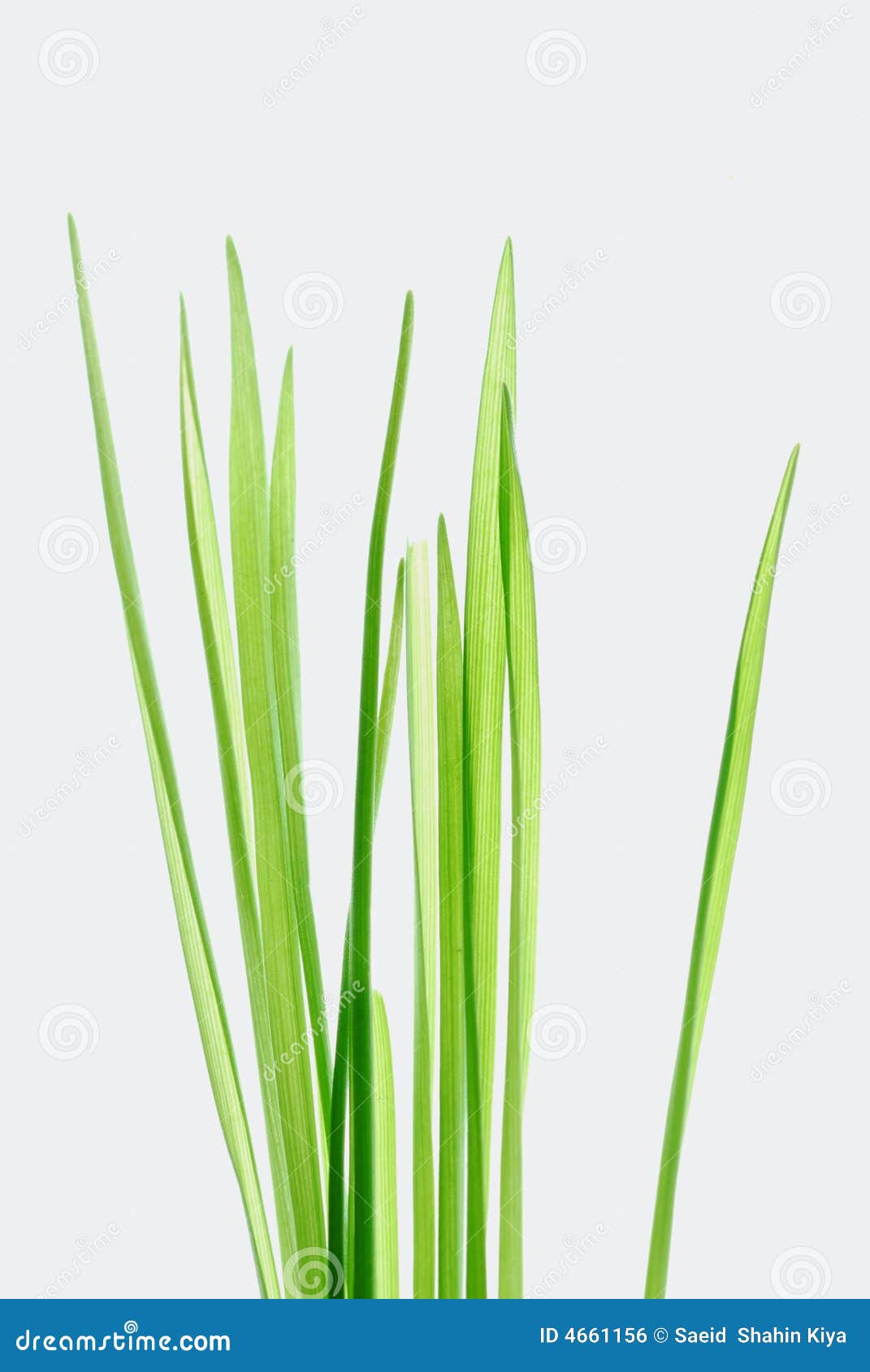 Stalks of grass stock photo. Image of life, glade, plant - 4661156