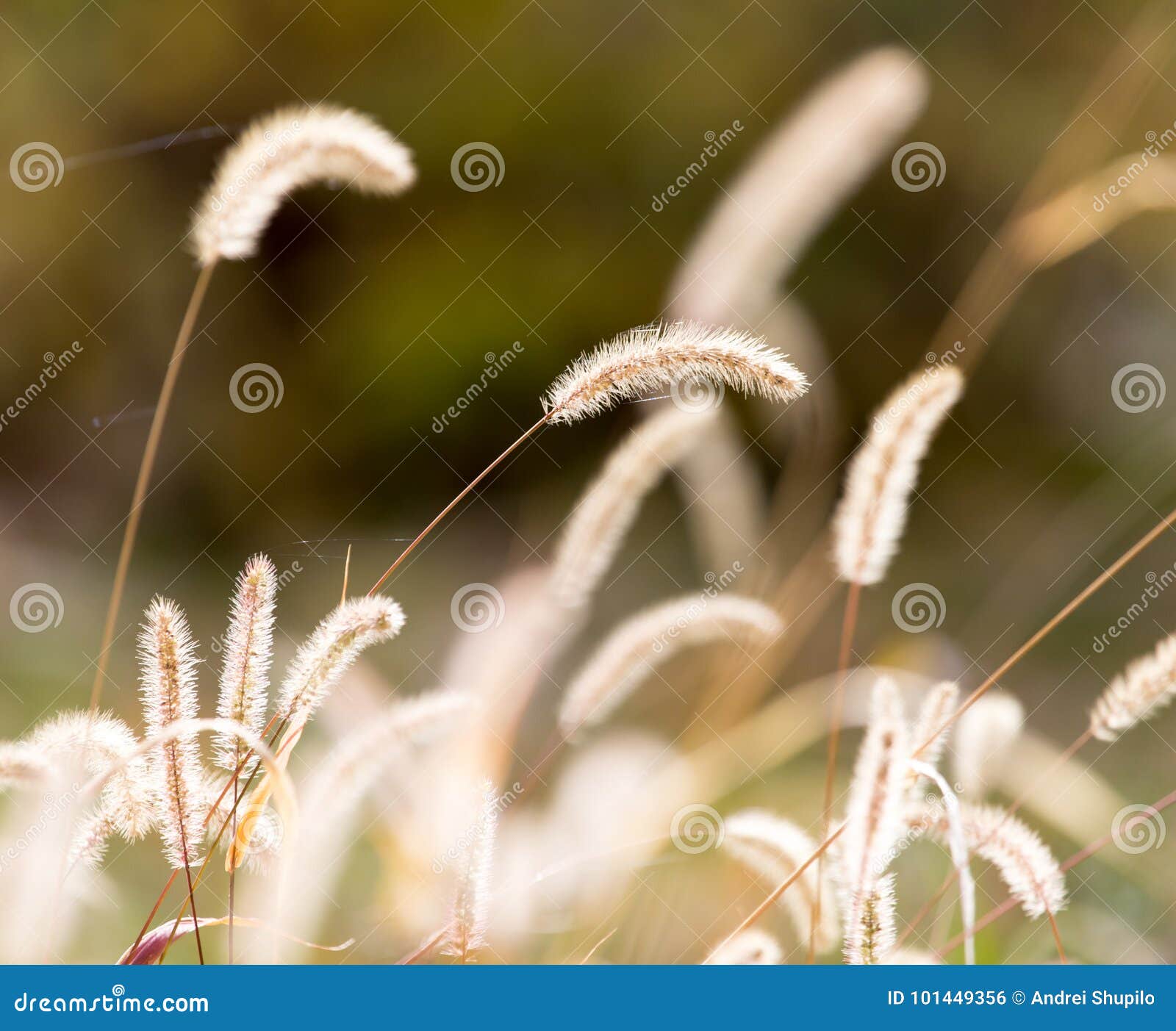 Stalks of Grass on the Nature Stock Photo - Image of sunlit, stem ...