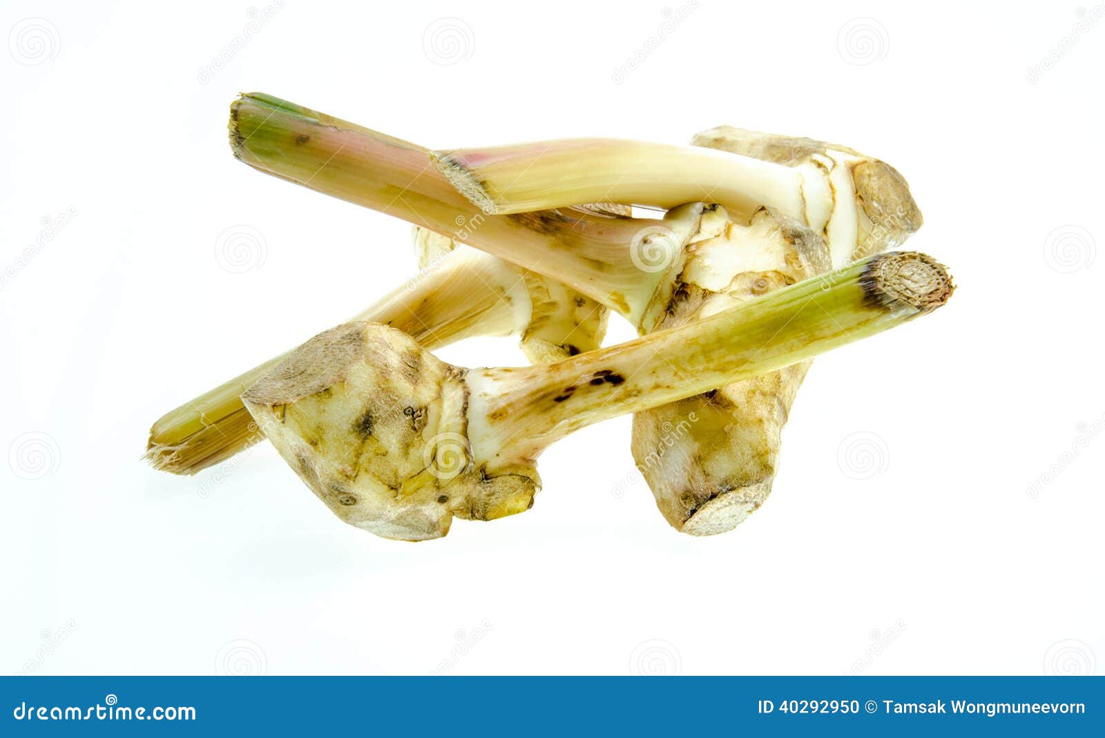 Stalks of Harvested Ginger Root Isolated on White Background Stock ...