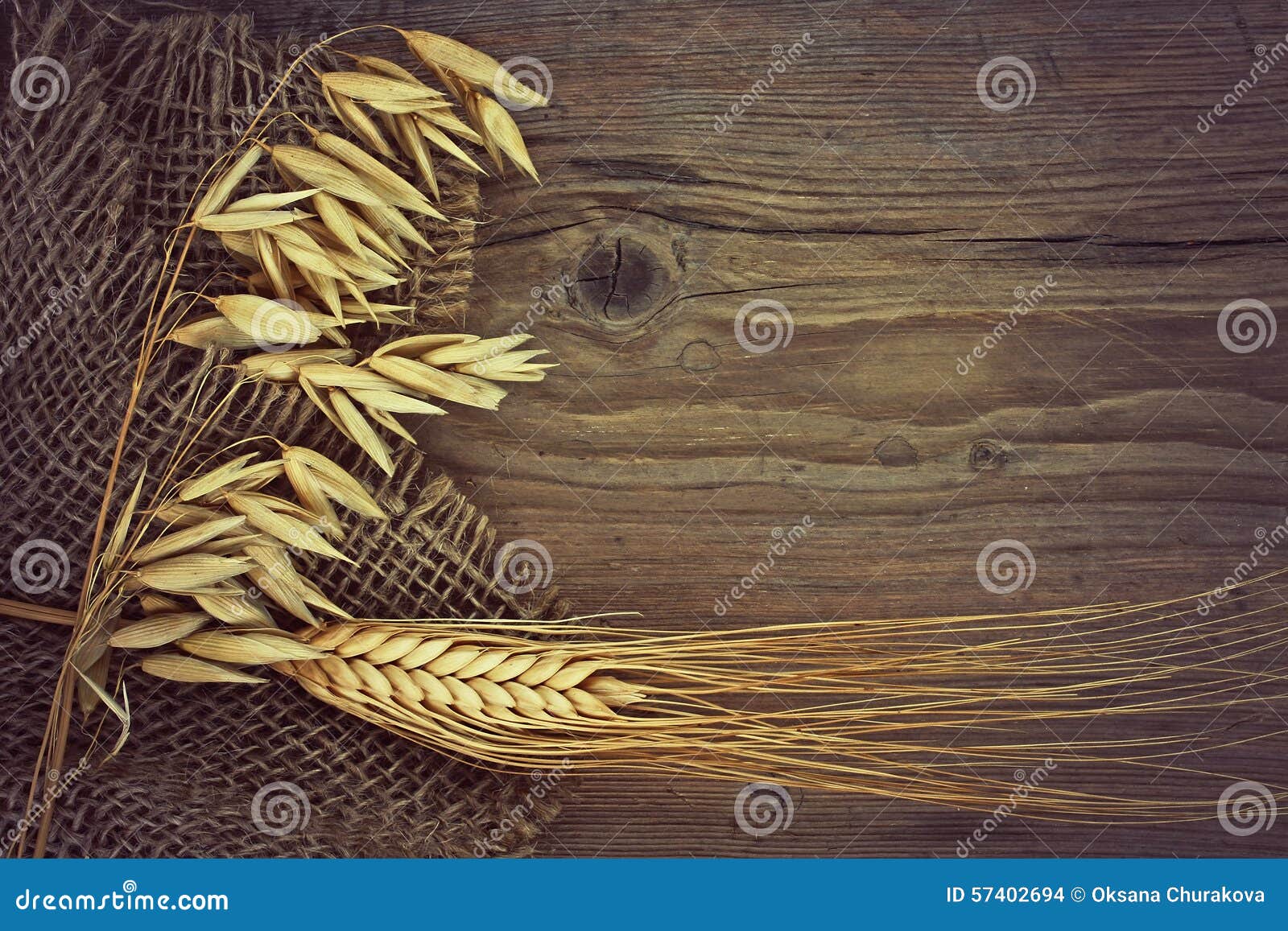 Stalks of oats and rye stock photo. Image of brown, spelt - 57402694