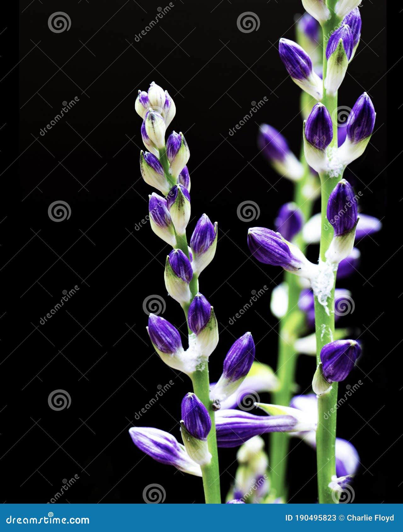 Stalks of Purple Hosta Blooms Stock Image - Image of hosta, bell: 190495823