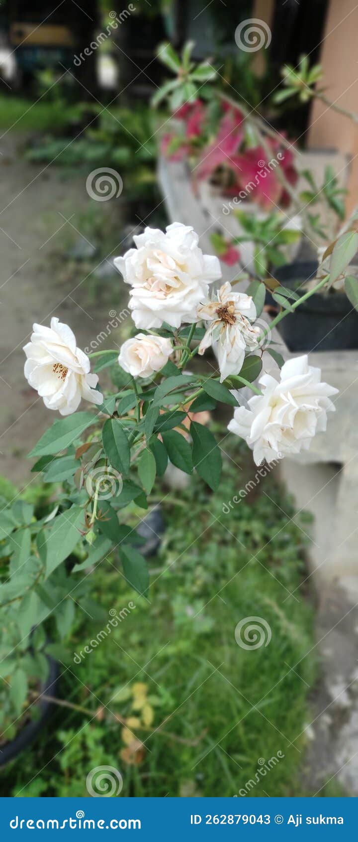 4 Stalks of Snow-white Roses in the Yard Stock Image - Image of yard ...