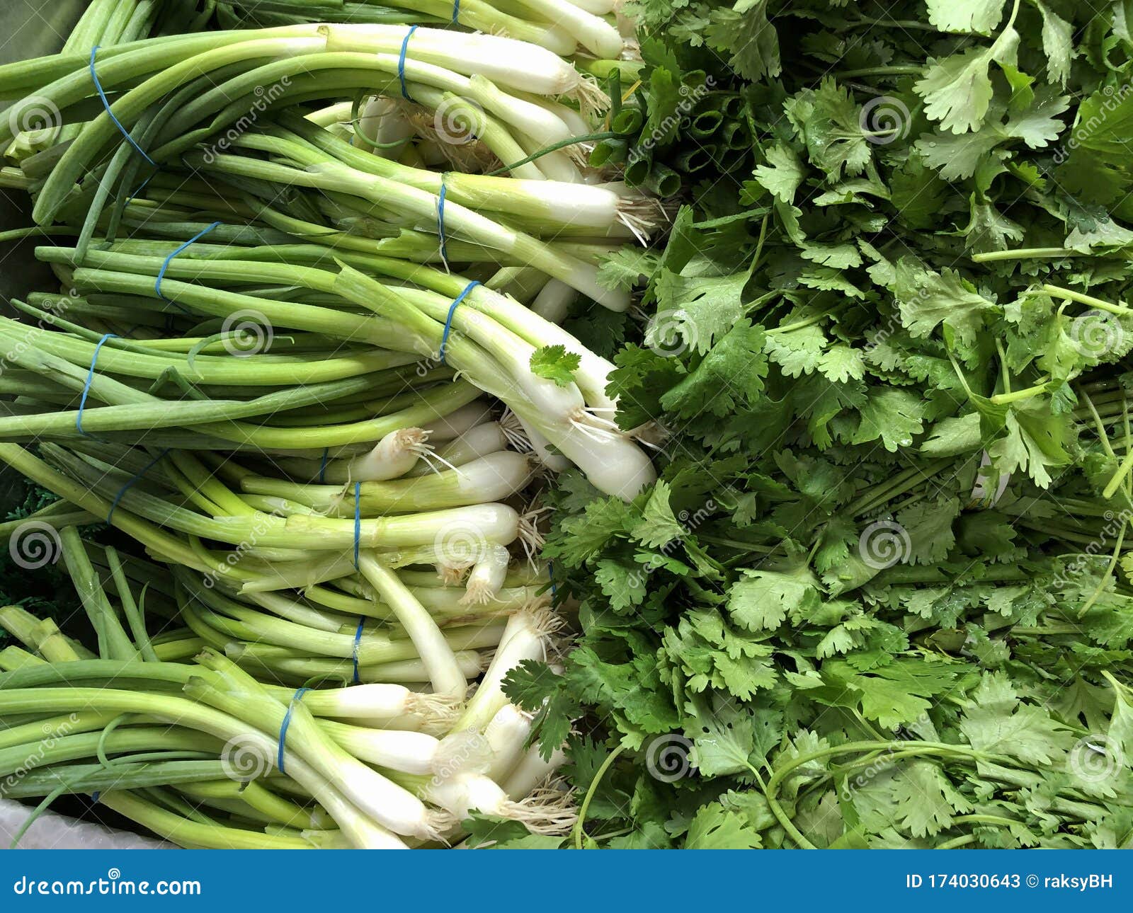 Spring Onions and Cilantro Leaves Stock Image - Image of plant, tasty ...