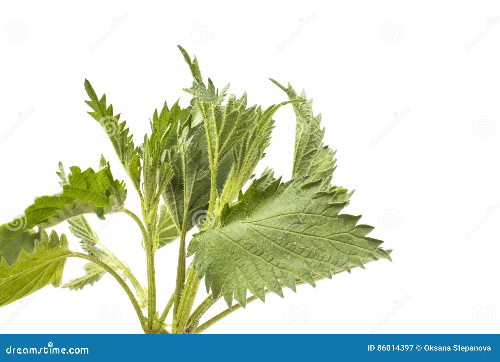 Stalks of stinging nettle stock image. Image of forest - 86014397