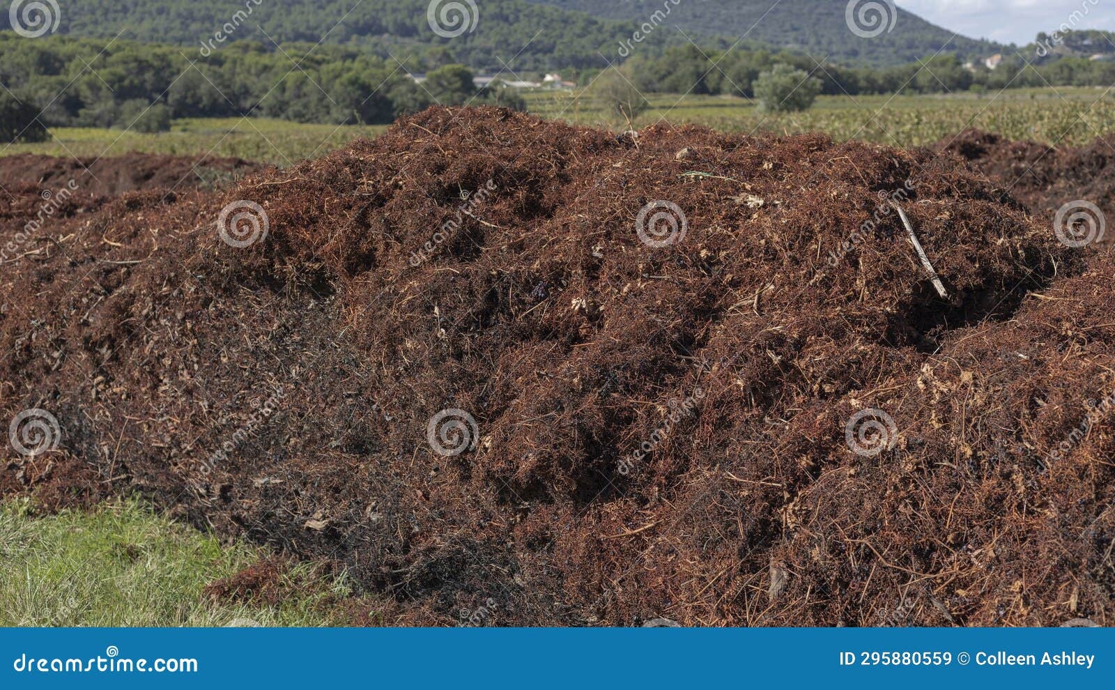 Stalks, Stones and Pips from the Wine Making Process Stock Image ...
