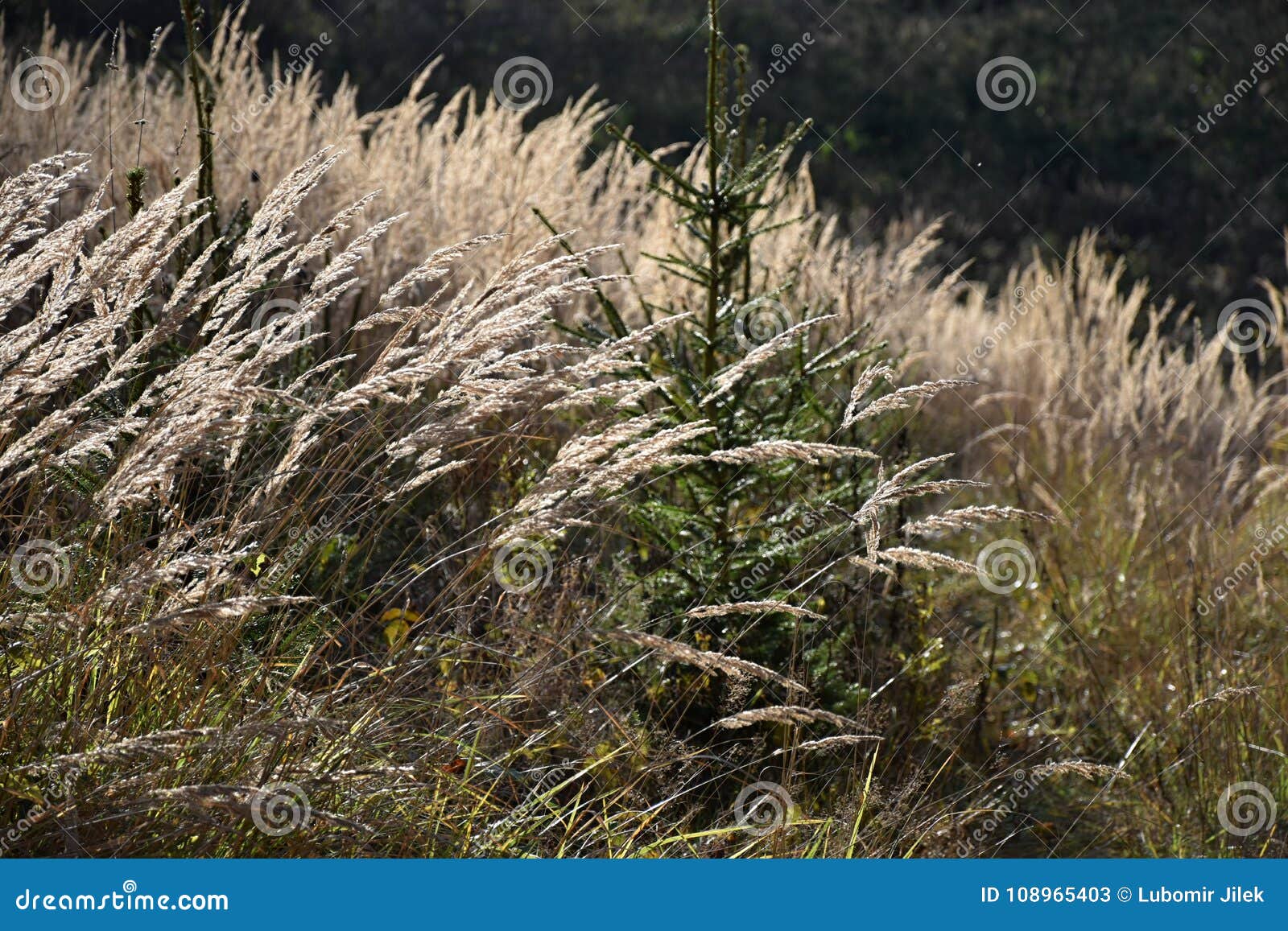Stalks of Tall Grass in the Forest Stock Image - Image of wildlife ...