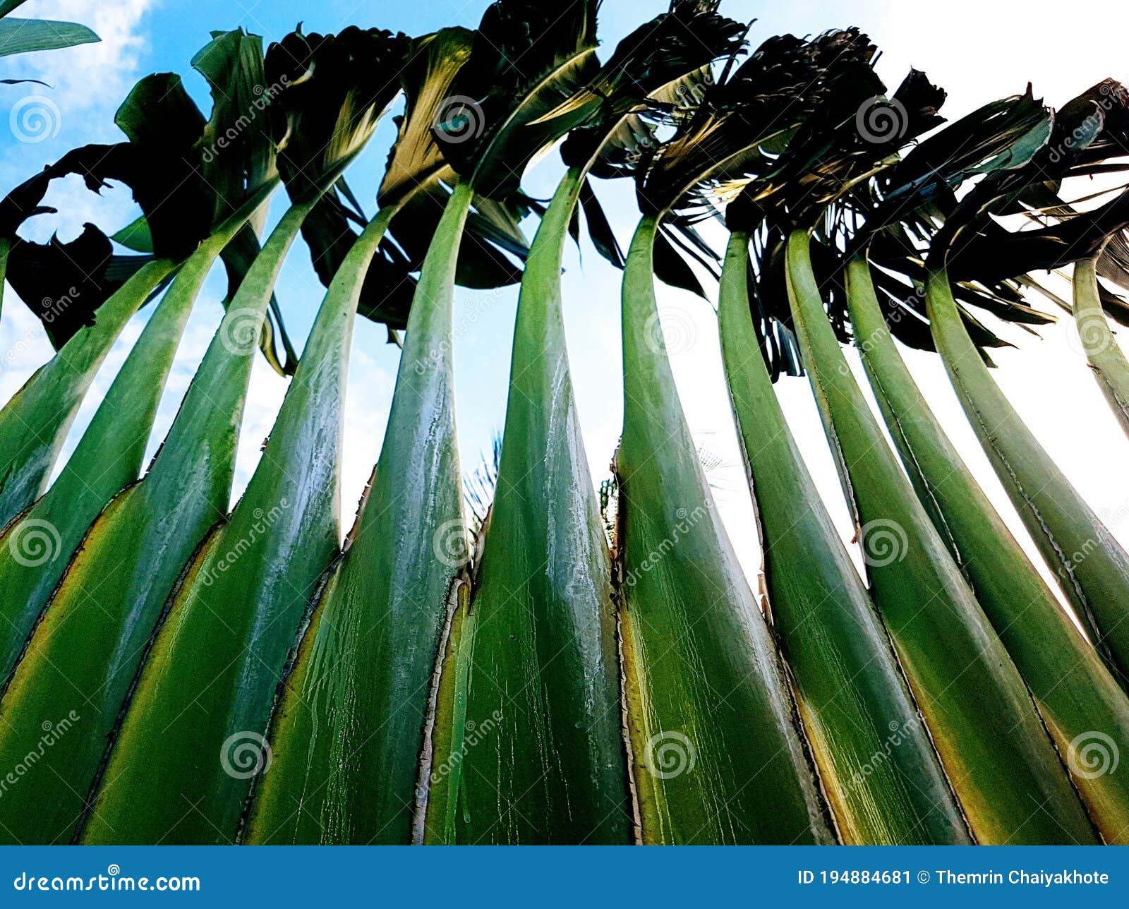 The Stalks of Travellers Palm Tree Stock Image - Image of travellers ...