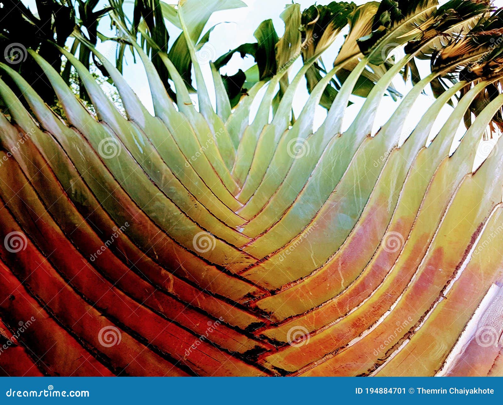 The Stalks of Travellers Palm Tree Stock Image - Image of tree, green ...