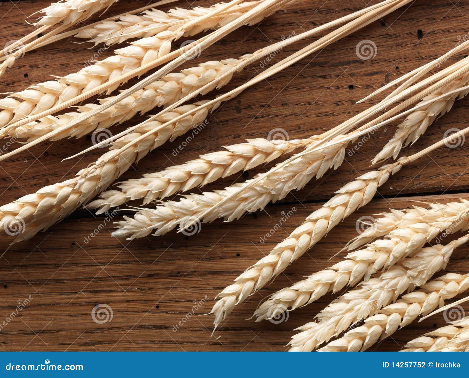 Stalks of Wheat stock photo. Image of stalk, stalks, plant - 14257752