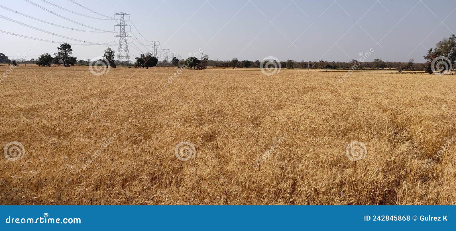 Wheat Fields stock photo. Image of nature, produce, landscape - 242845868