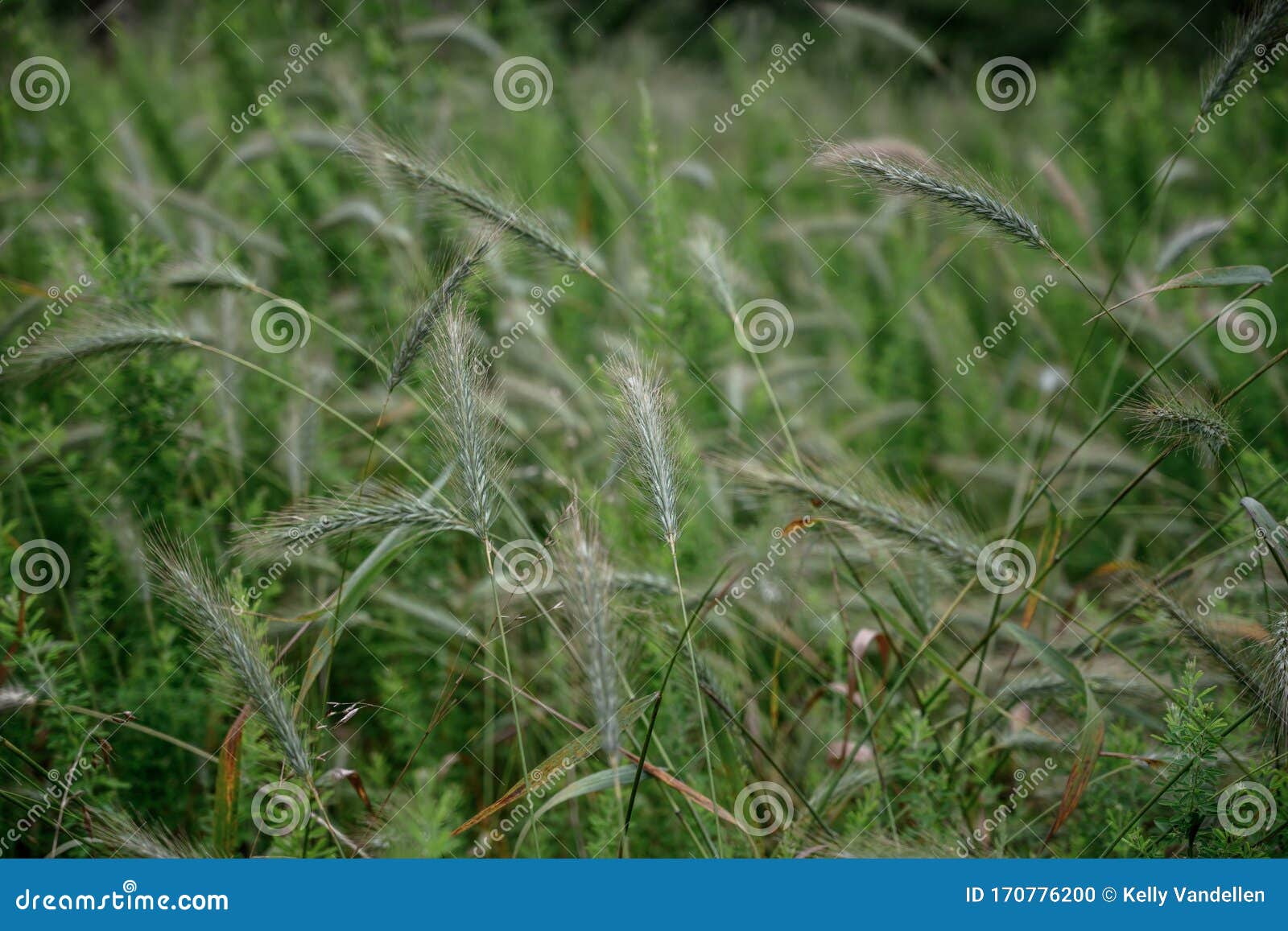 Stalks of Wild Grasses stock photo. Image of grasses - 170776200
