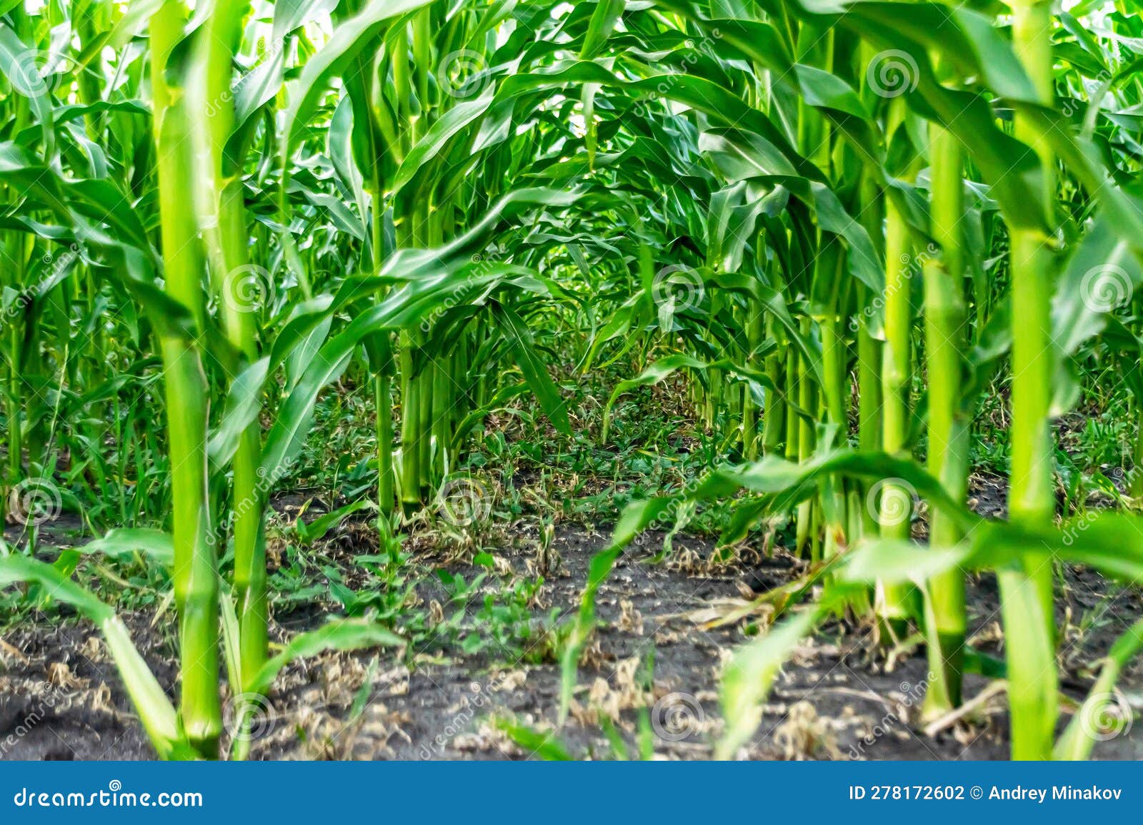 Stalks of Young Green Corn on a Plantation Farm Stock Photo - Image of ...