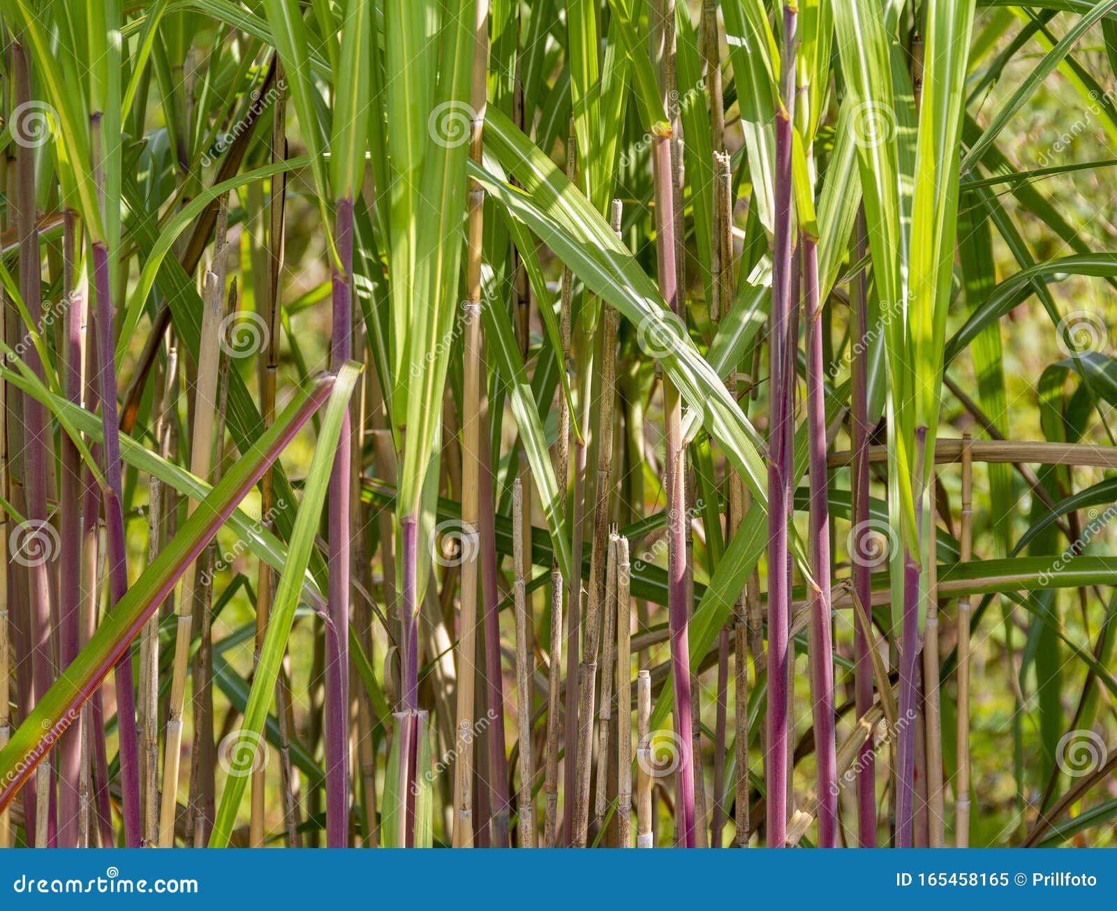 Stalky plants closeup stock image. Image of dense, natural - 165458165