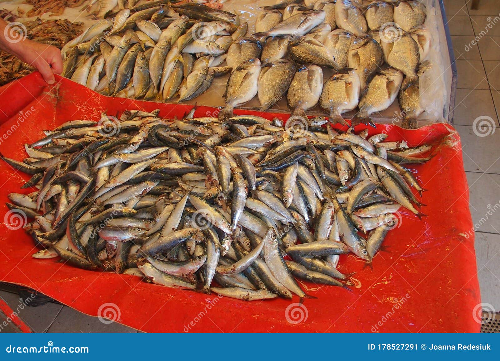 Two Types Of Fish Corydoras Paleatus Known As Sheatfish And Ordinary ...