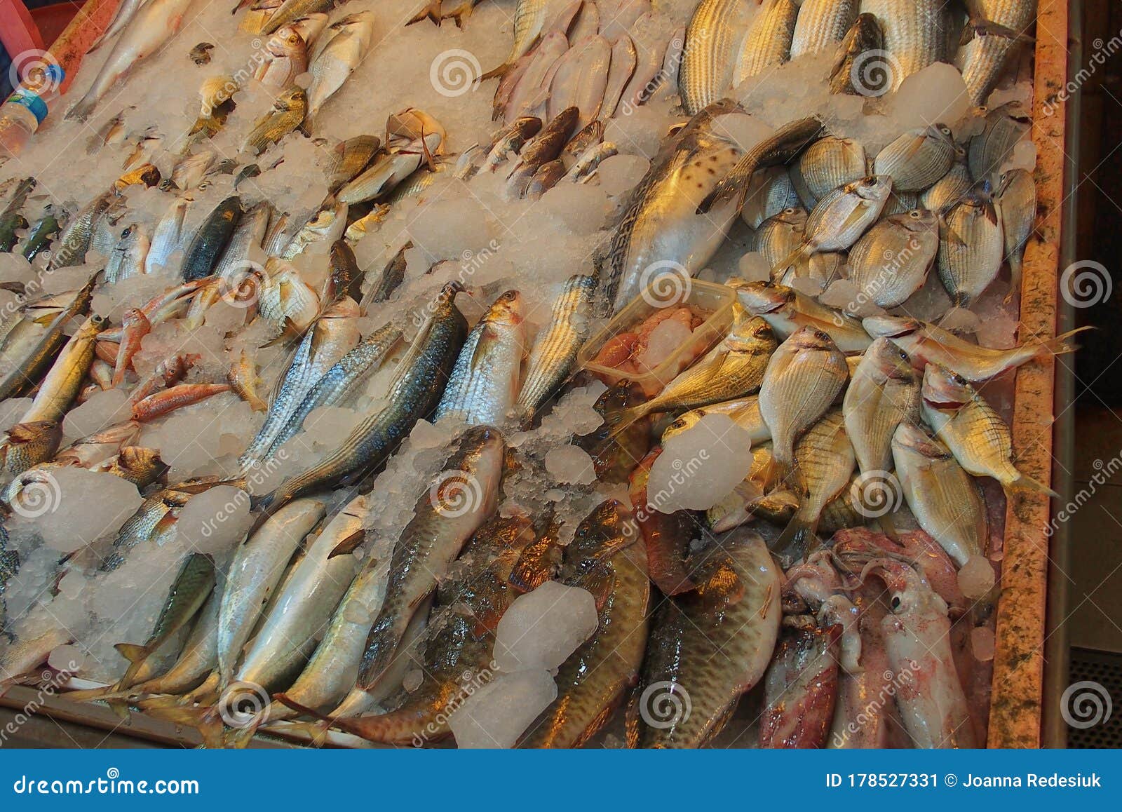 Two Types Of Fish Corydoras Paleatus Known As Sheatfish And Ordinary ...