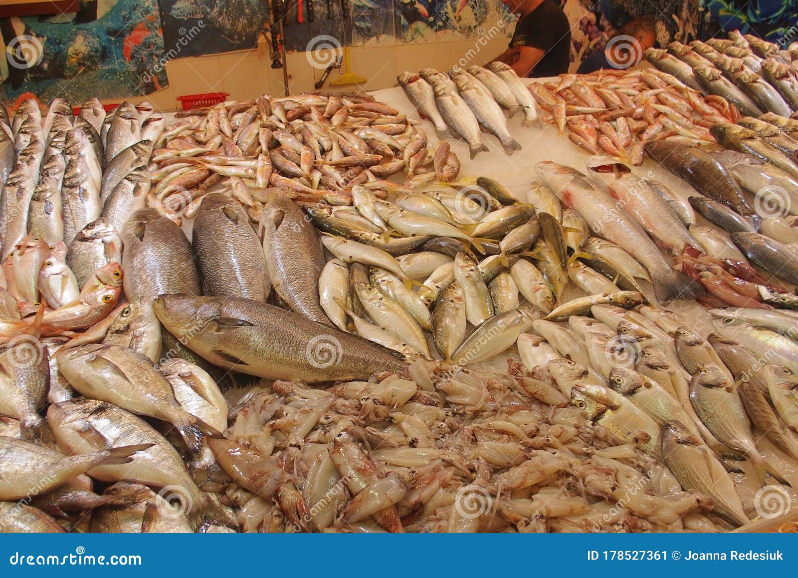 Two Types Of Fish Corydoras Paleatus Known As Sheatfish And Ordinary ...