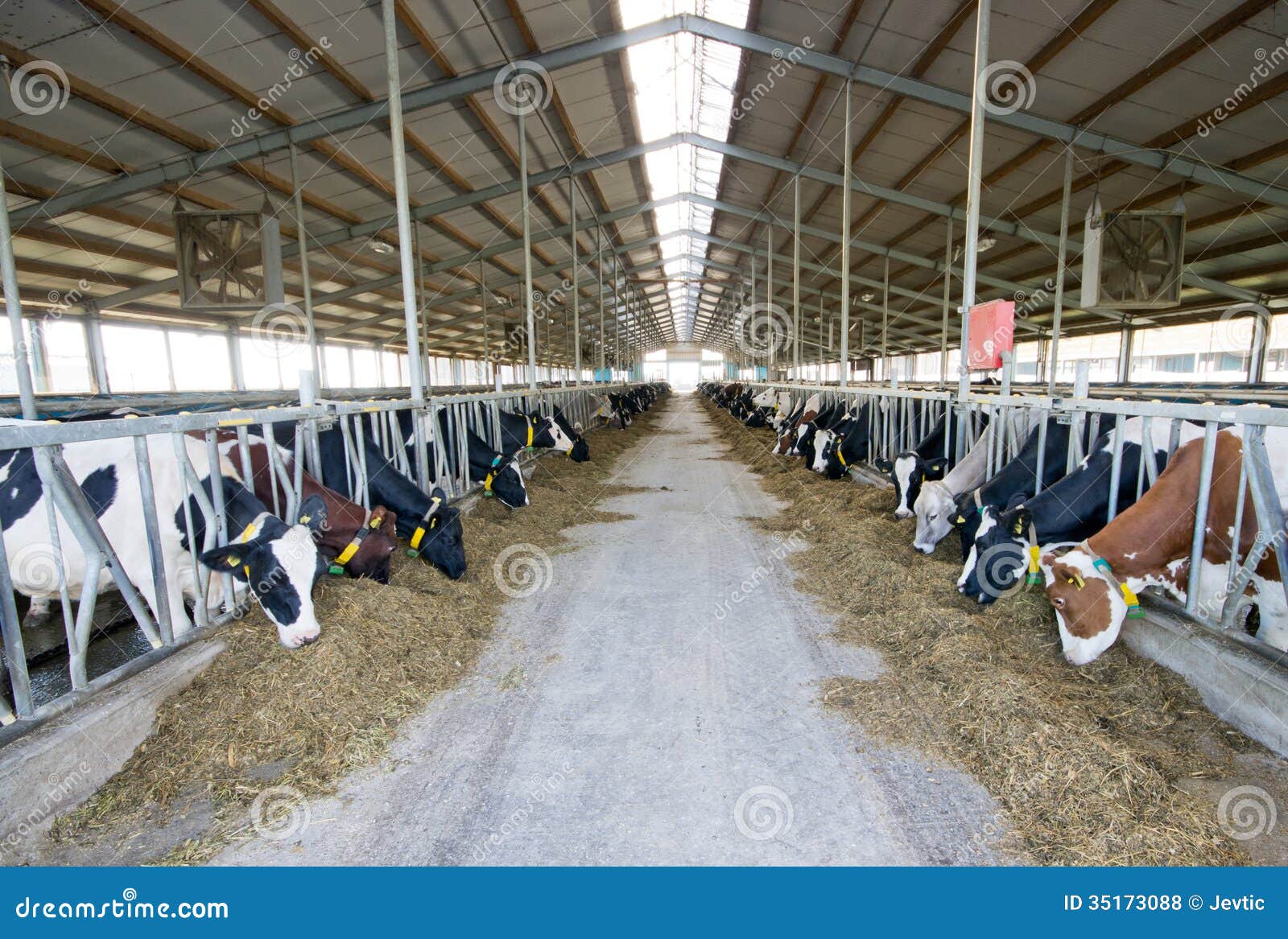 Stalla moderna della mucca fotografia stock. Immagine di bestiami ...