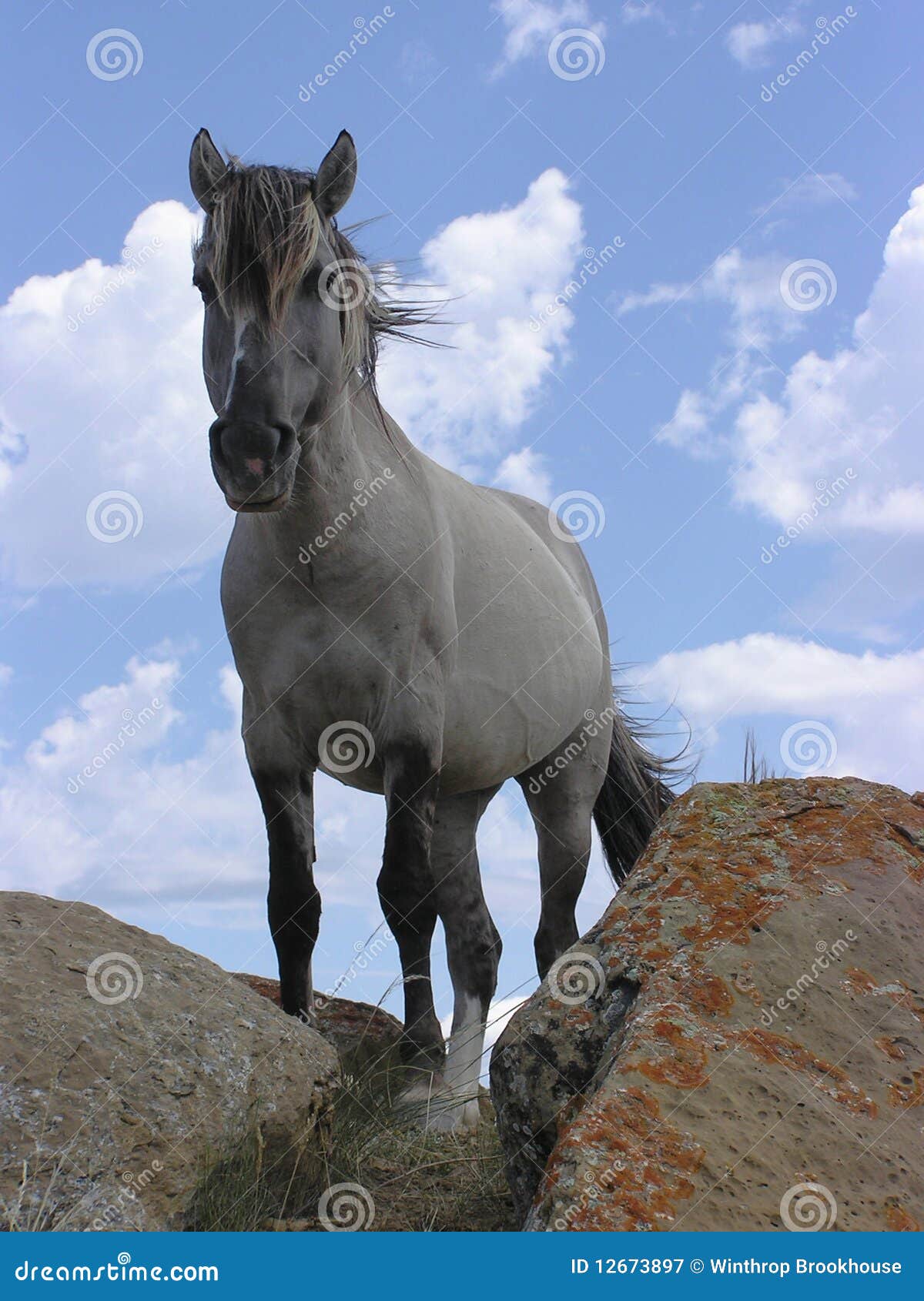 Stallion stock image. Image of pasture, spring, portrait - 12673897