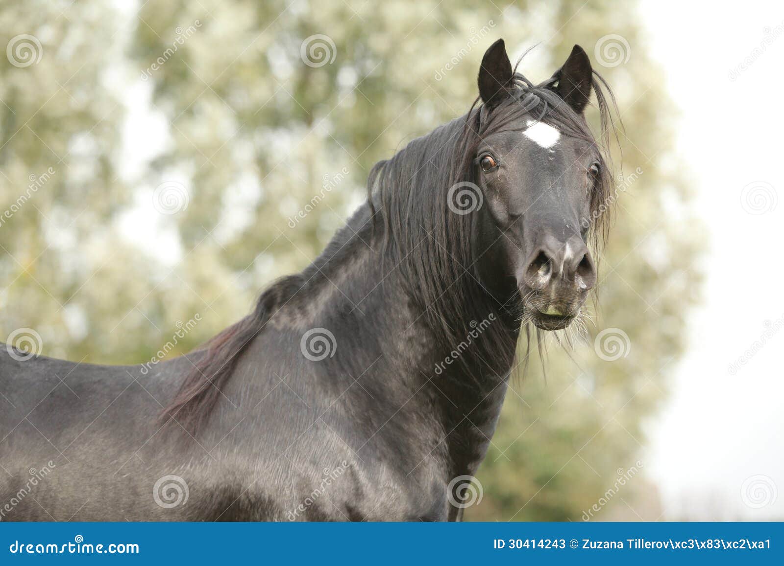 Stallion of Black Welsh Cob Stock Image - Image of resting, equestrian ...