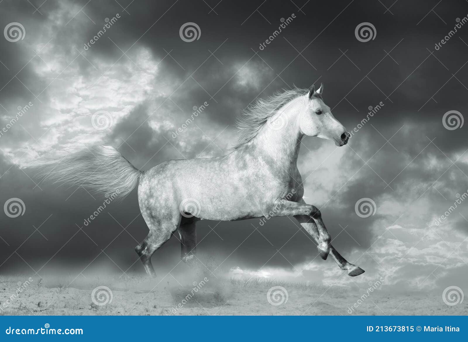 Stallion in dust stock image. Image of moving, power - 213673815