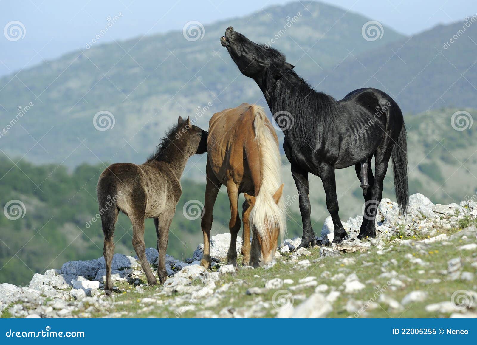 Stallion e cavalla fotografia stock. Immagine di libero - 22005256