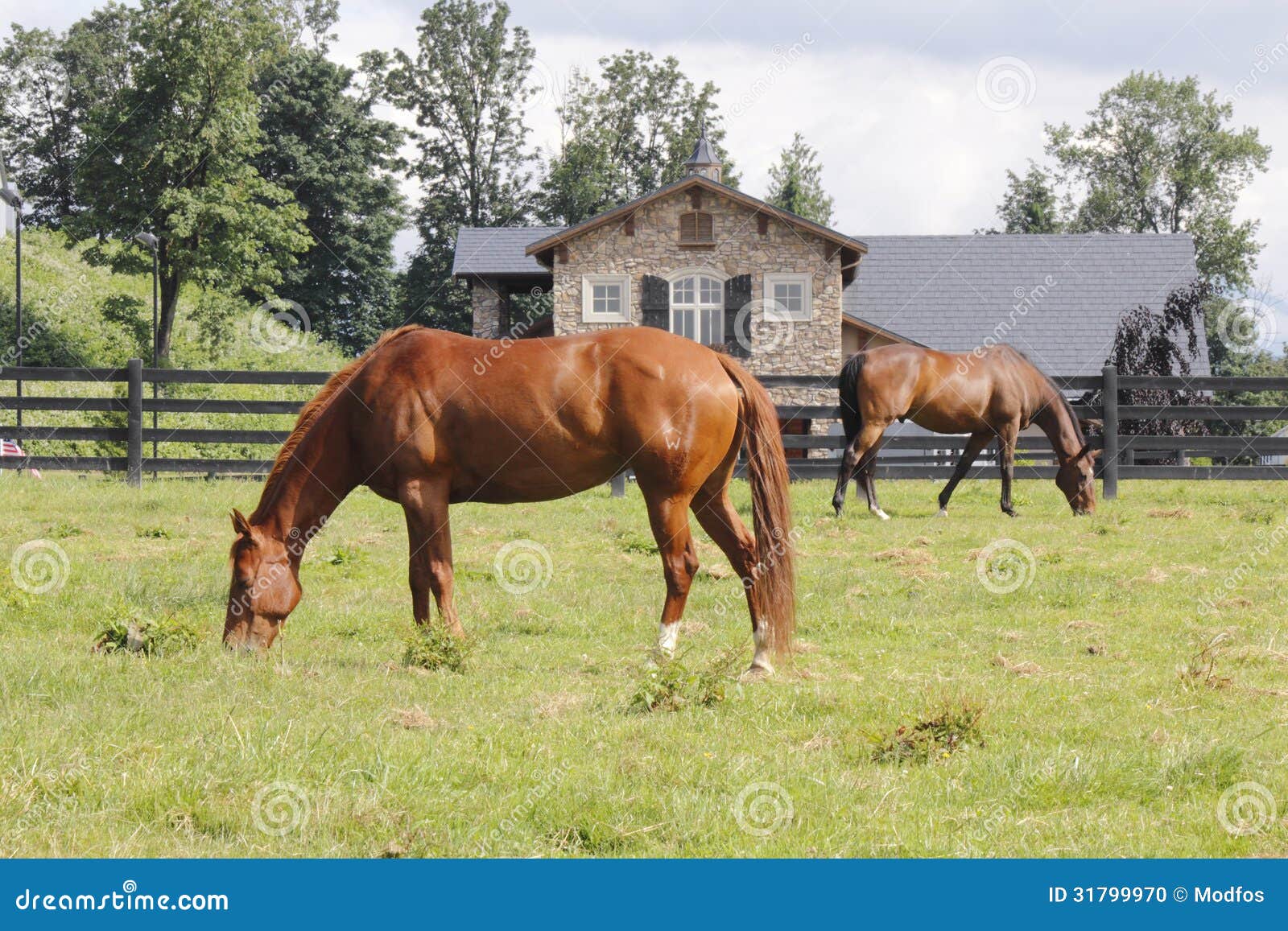 Stallion on Estate stock photo. Image of shiny, gelding - 31799970