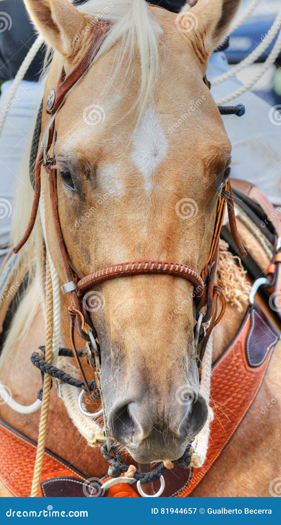 Stallion face stock image. Image of panama, male, face - 81944657