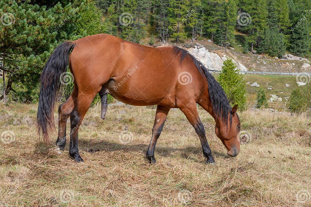 Stallion stock image. Image of green, meadow, foal, erection - 234924151