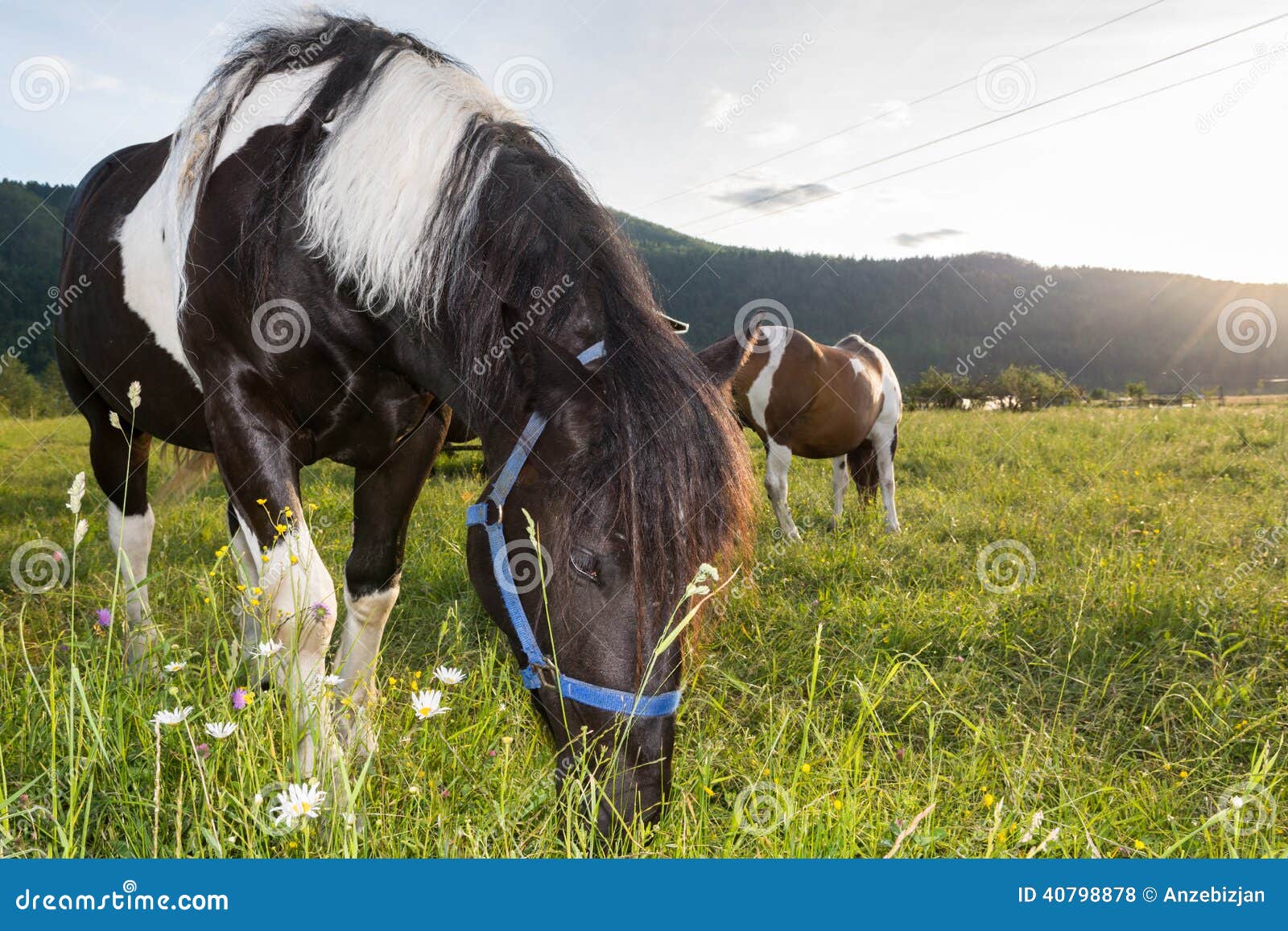Stallion grazing stock photo. Image of pasture, mammal - 40798878