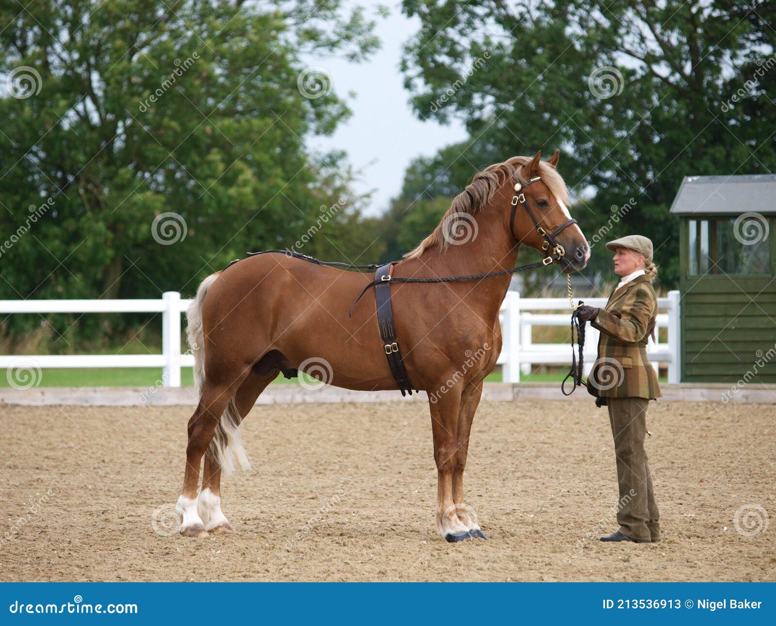 Stallion in Hand editorial stock photo. Image of clean - 213536913
