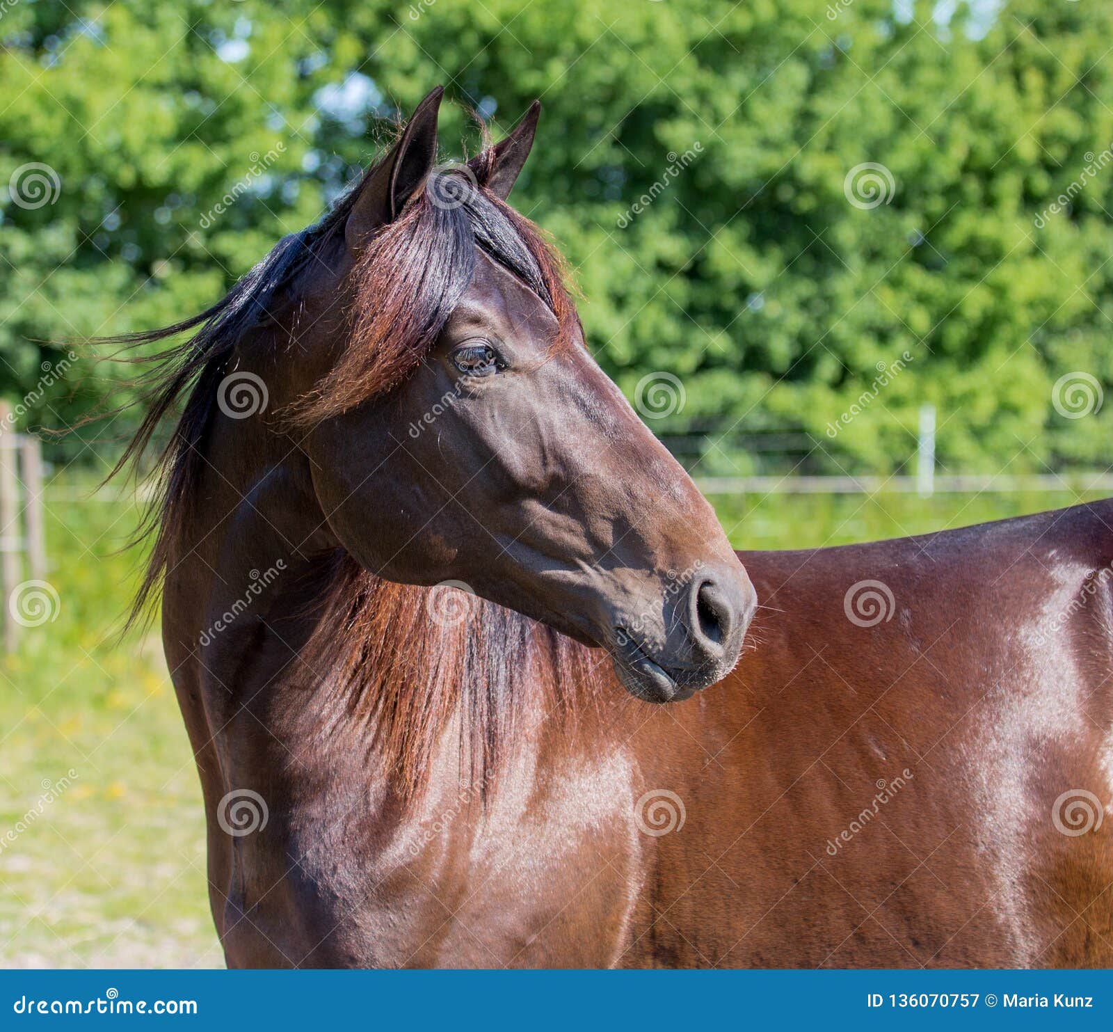 Stallion with long mane stock image. Image of summer - 136070757