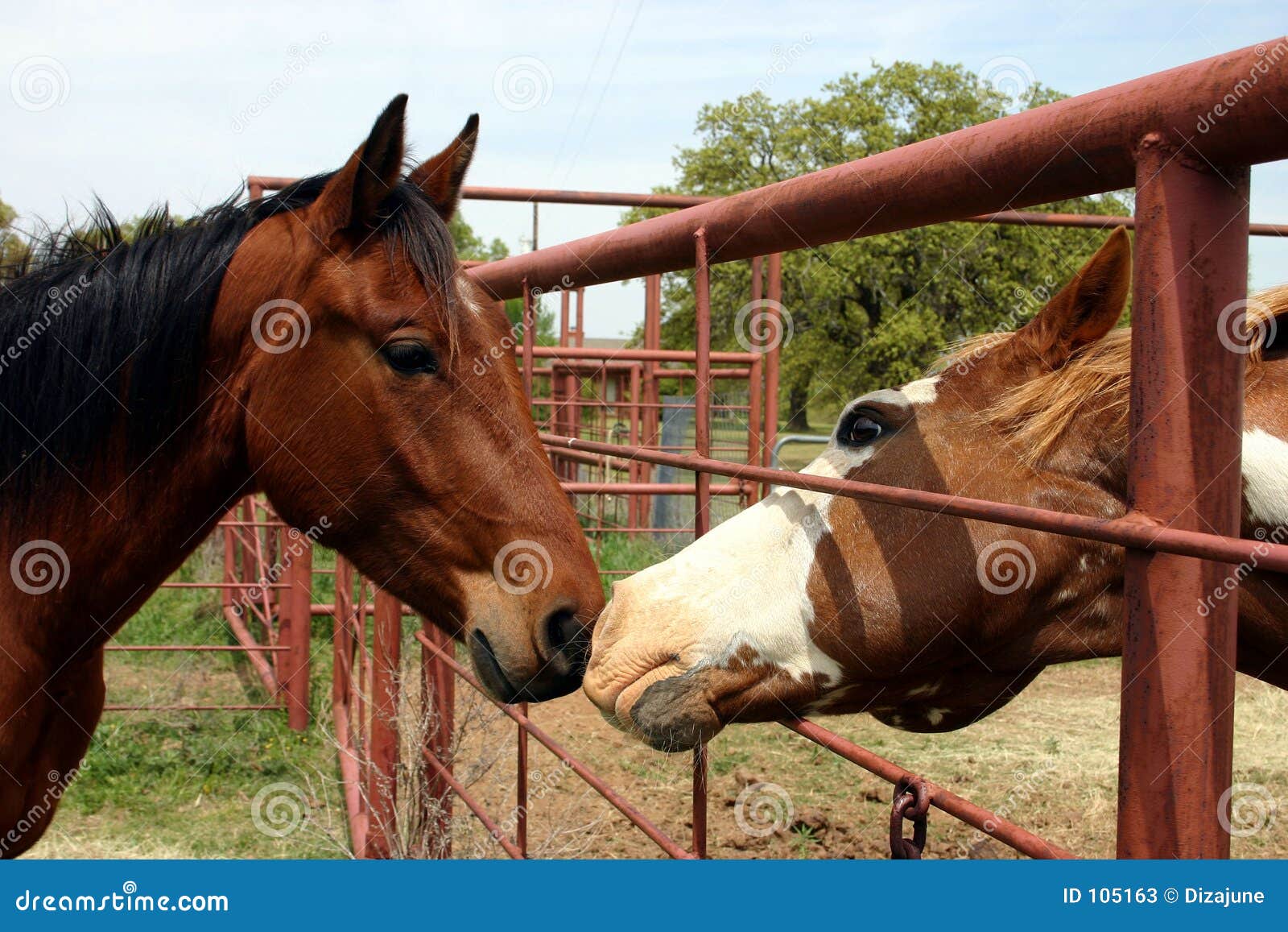 Stallion and Mare stock image. Image of spot, introduction - 105163
