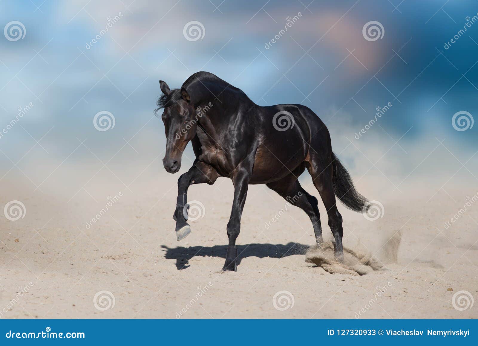 Stallion in motion stock image. Image of sand, fast - 127320933