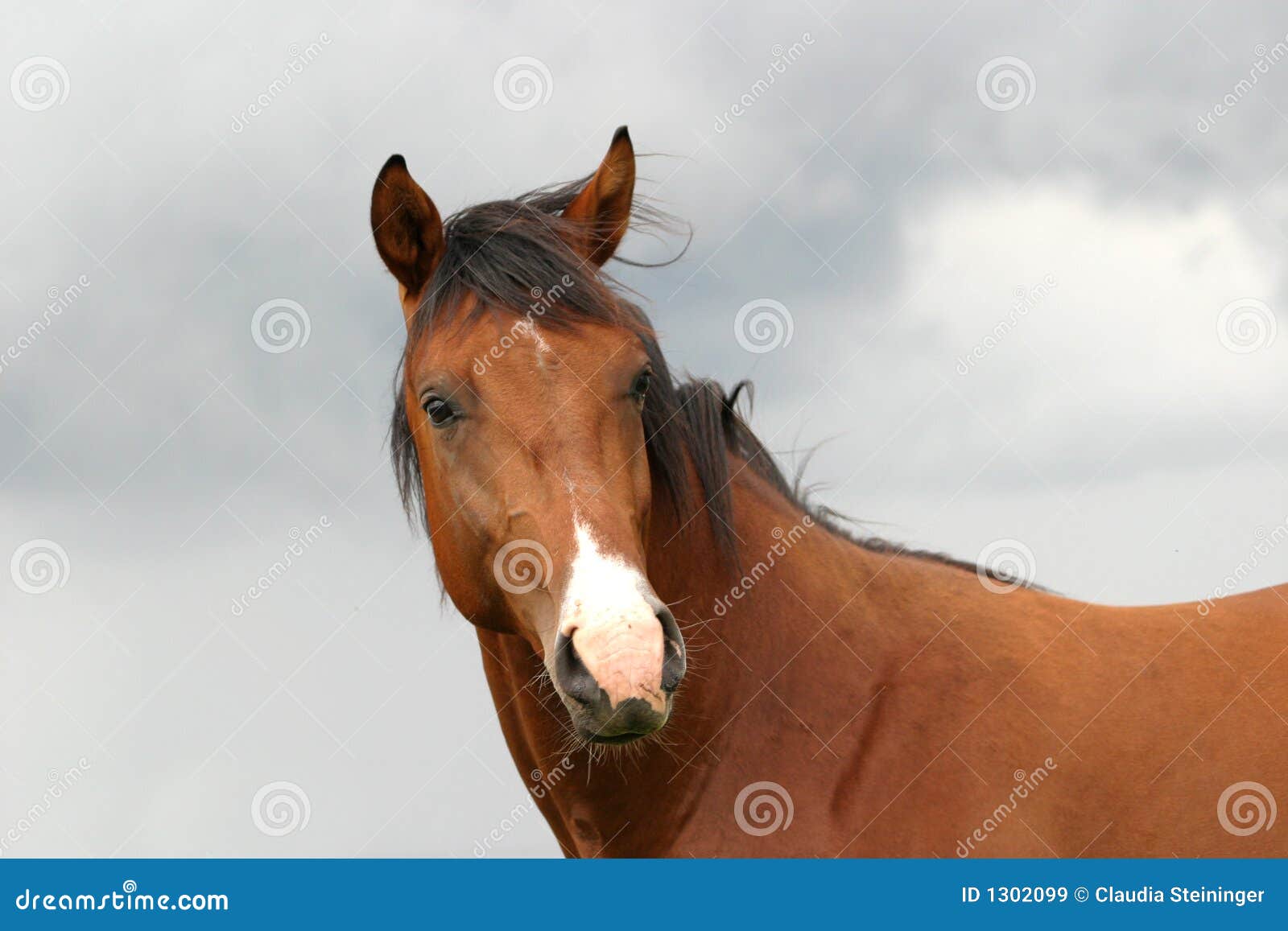 Stallion portrait stock image. Image of natural, outside - 1302099