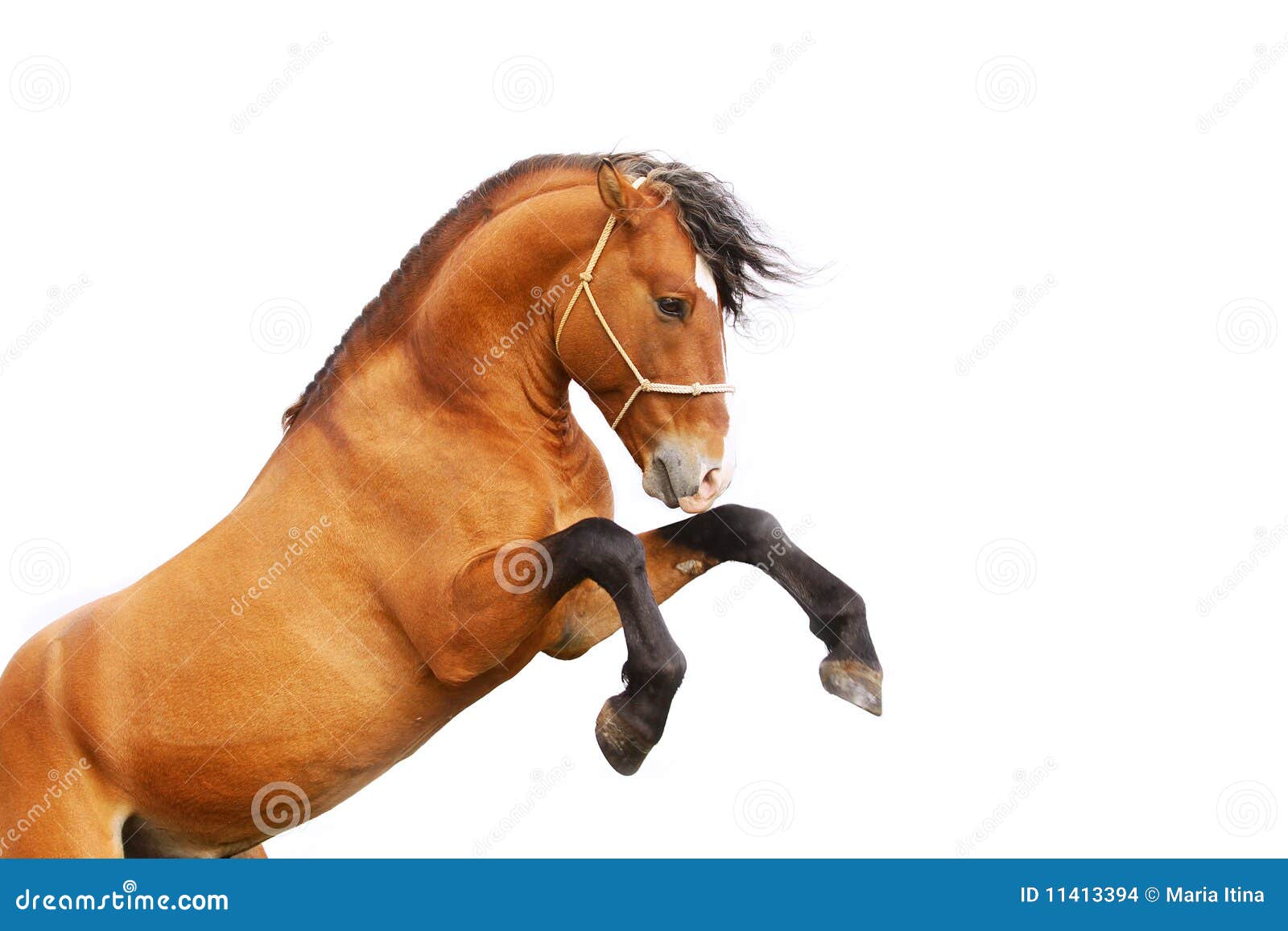 Stallion rears stock photo. Image of nature, reflect - 11413394