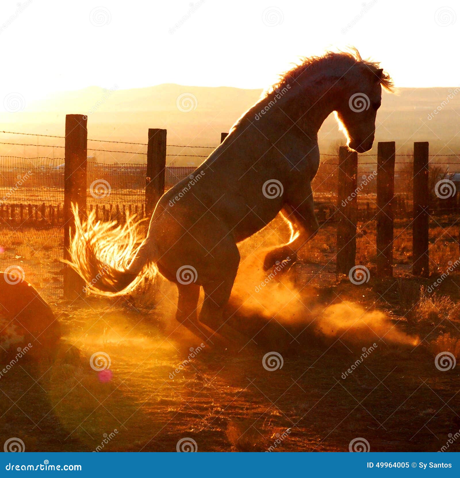 Stallion Rears Up Sunset stock image. Image of horses - 49964005