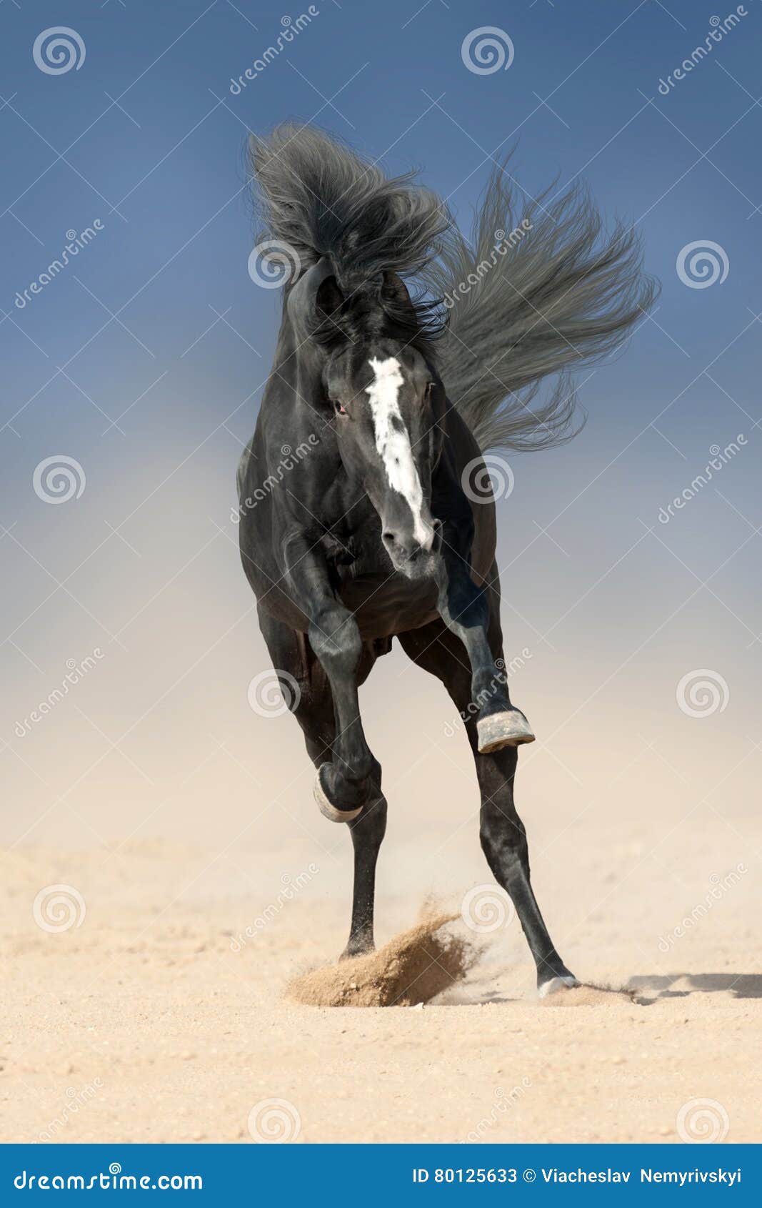 Stallion run fast stock image. Image of power, action - 80125633