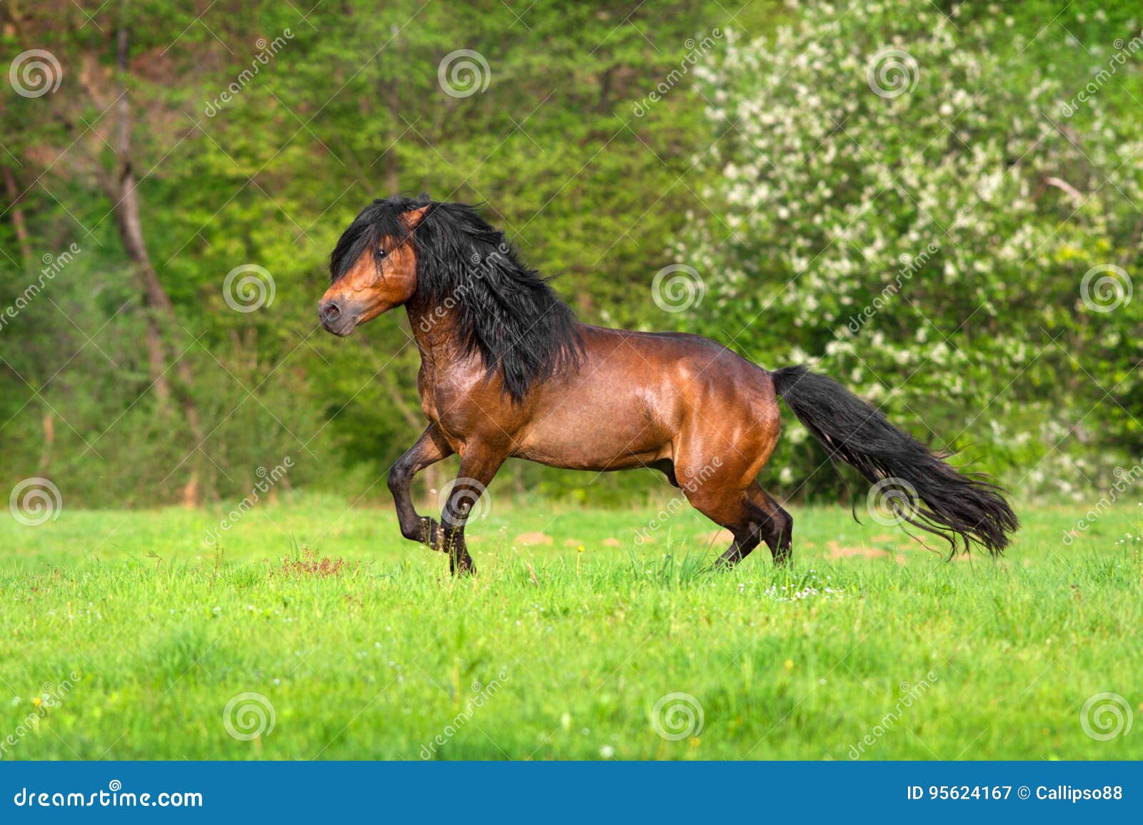 Stallion run free stock image. Image of brown, purebred - 95624167
