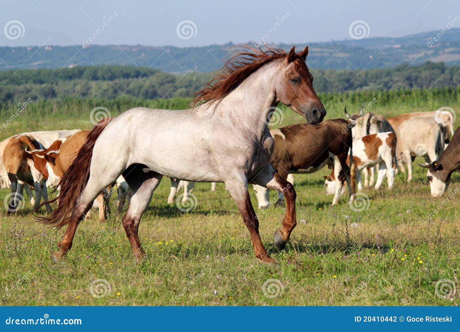 Stallion running stock photo. Image of domestic, horse - 20410442