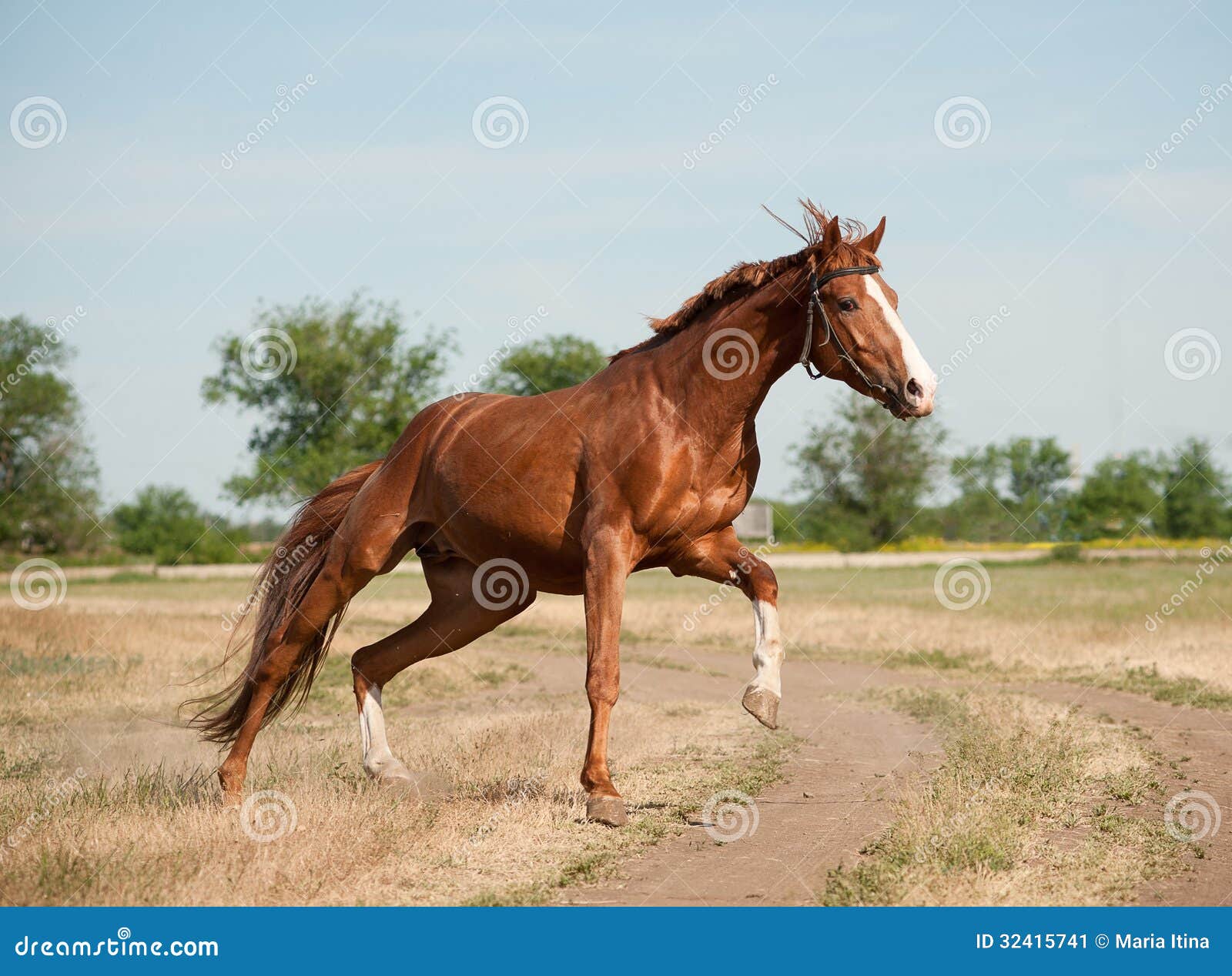 Stallion runs stock image. Image of hoofed, equine, orange - 32415741