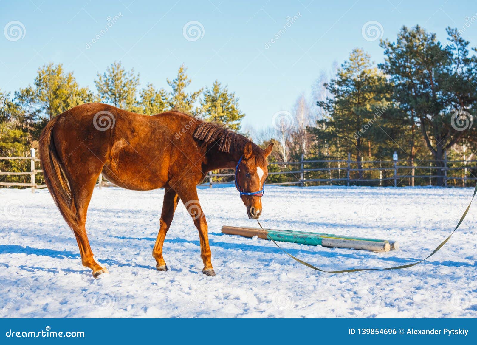 Stallion in Training in the Winter on the Parade Ground Stock Photo ...